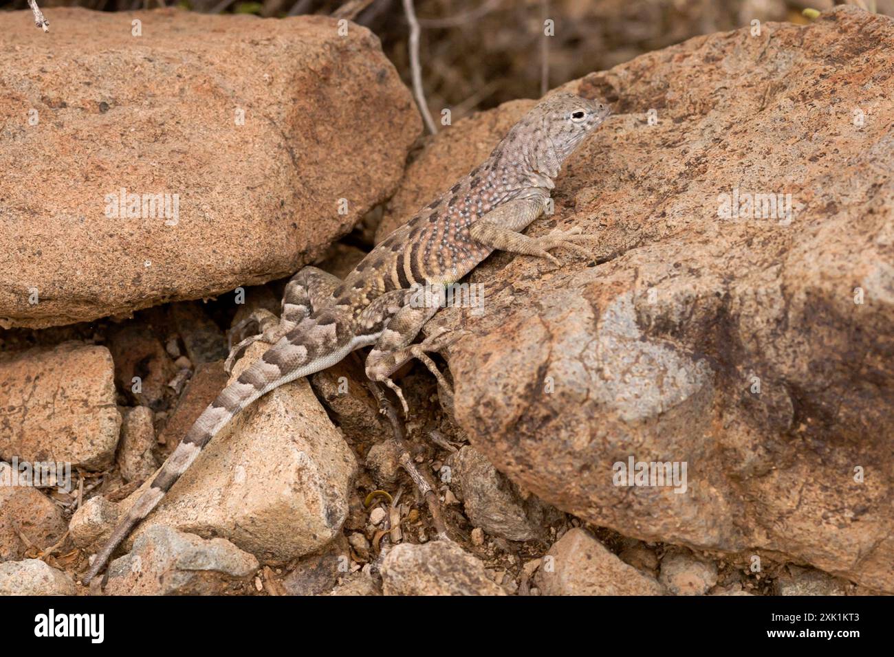 Greater Earless Lizard (Cophosaurus texanus) Reptilia Stock Photo - Alamy