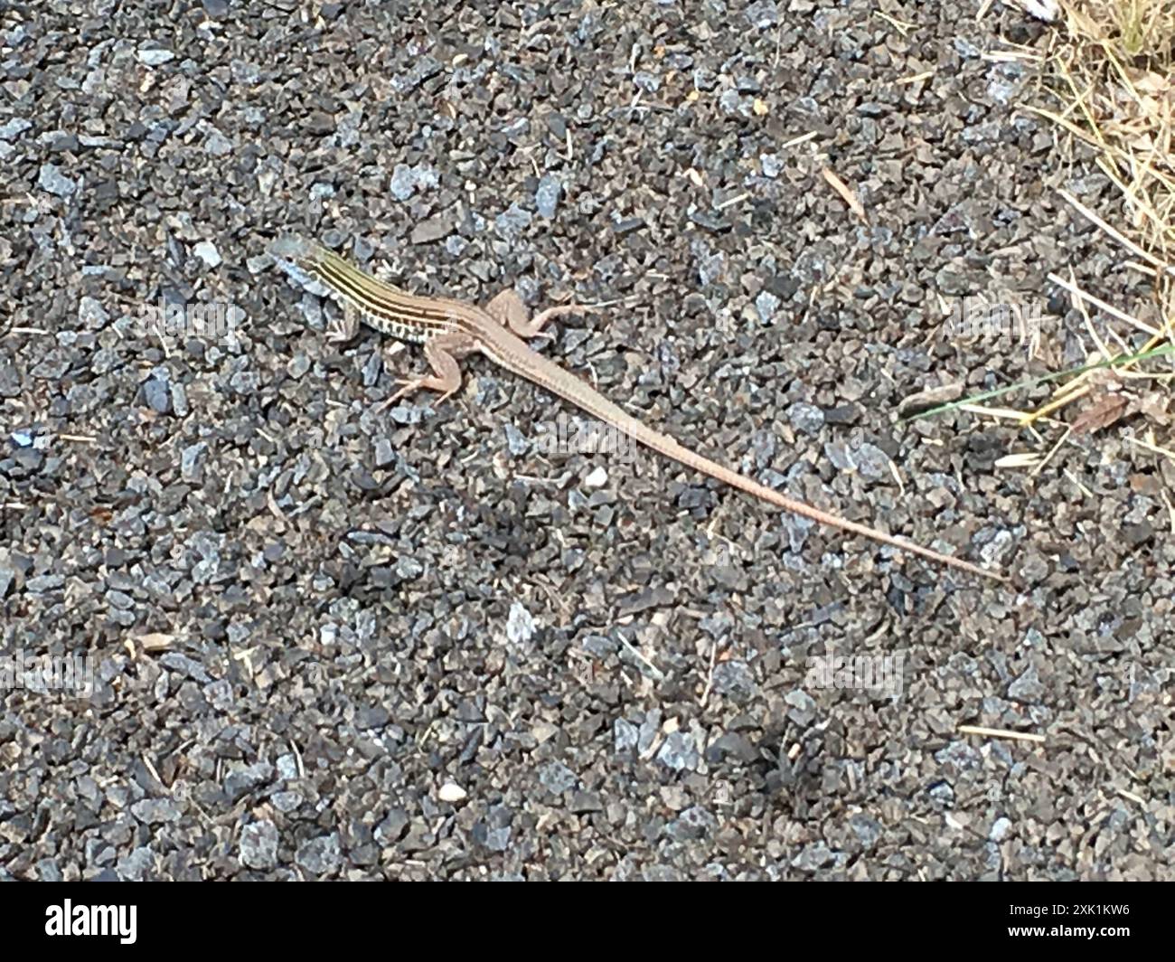 Common Spotted Whiptail (Aspidoscelis gularis) Reptilia Stock Photo - Alamy