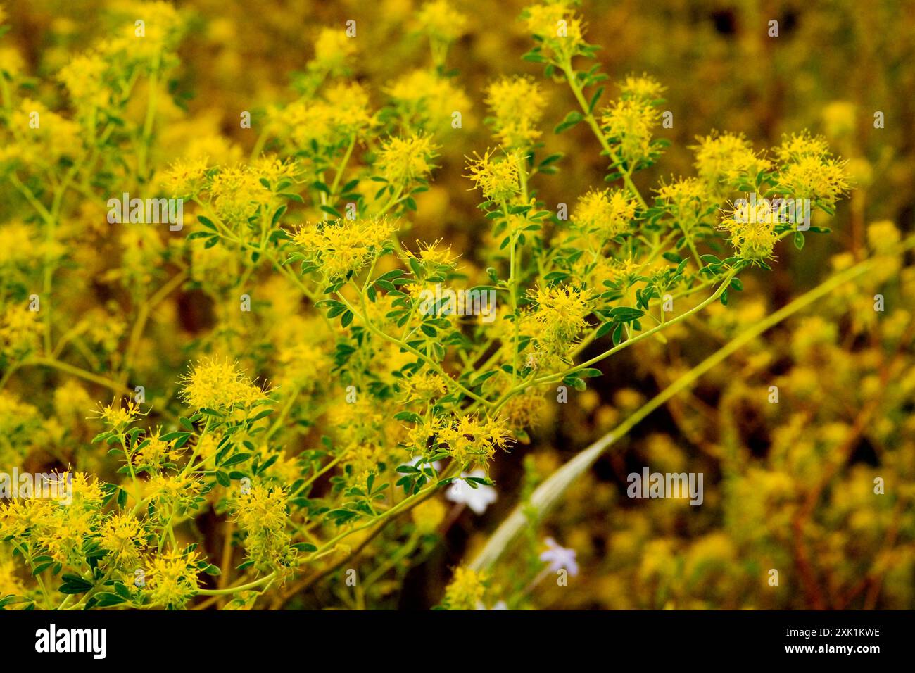 Jackass-clover (Cleomella refracta) Plantae Stock Photo - Alamy
