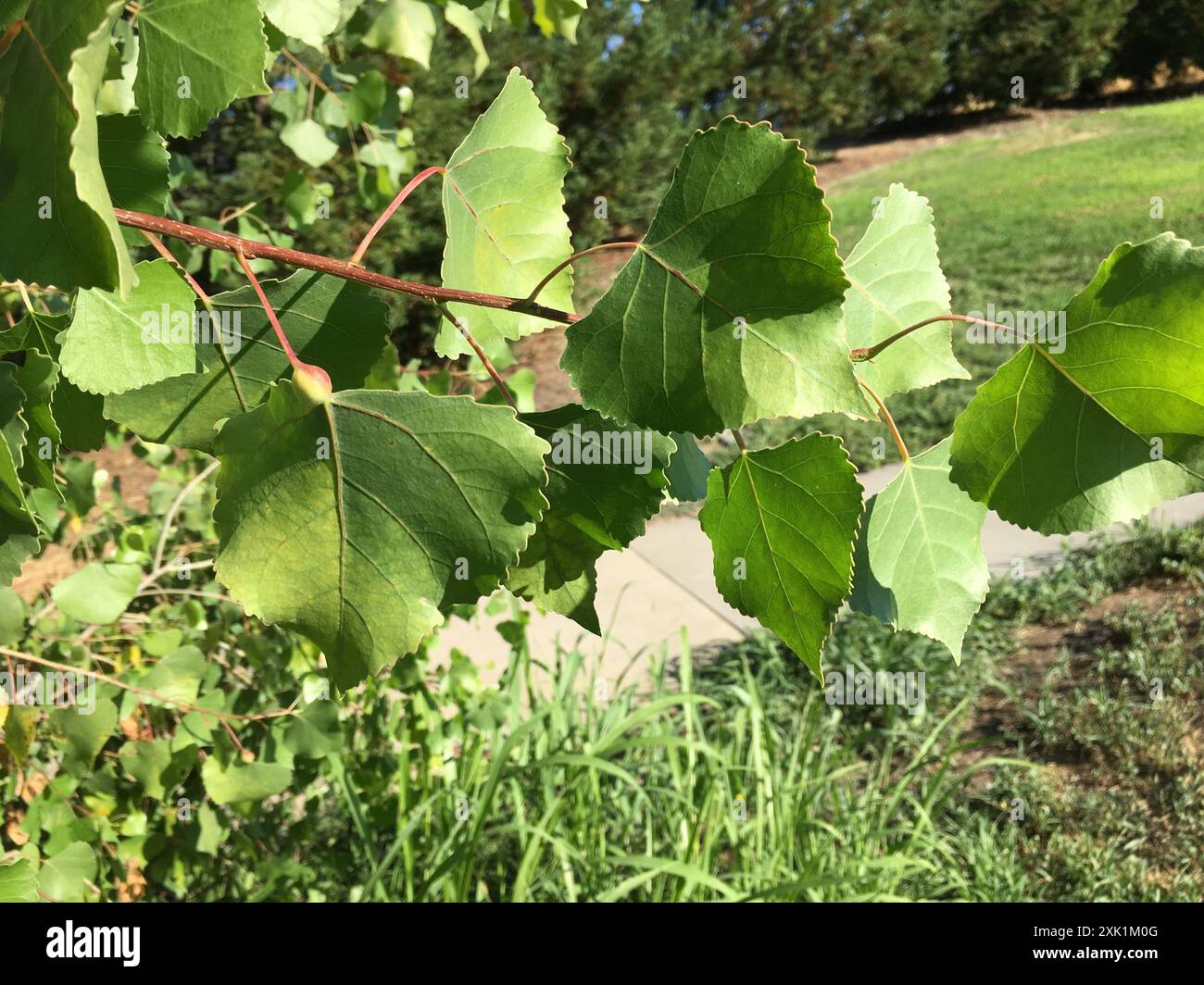 Poplar Leaf-stem Gall Aphids (Pemphigus) Insecta Stock Photo - Alamy
