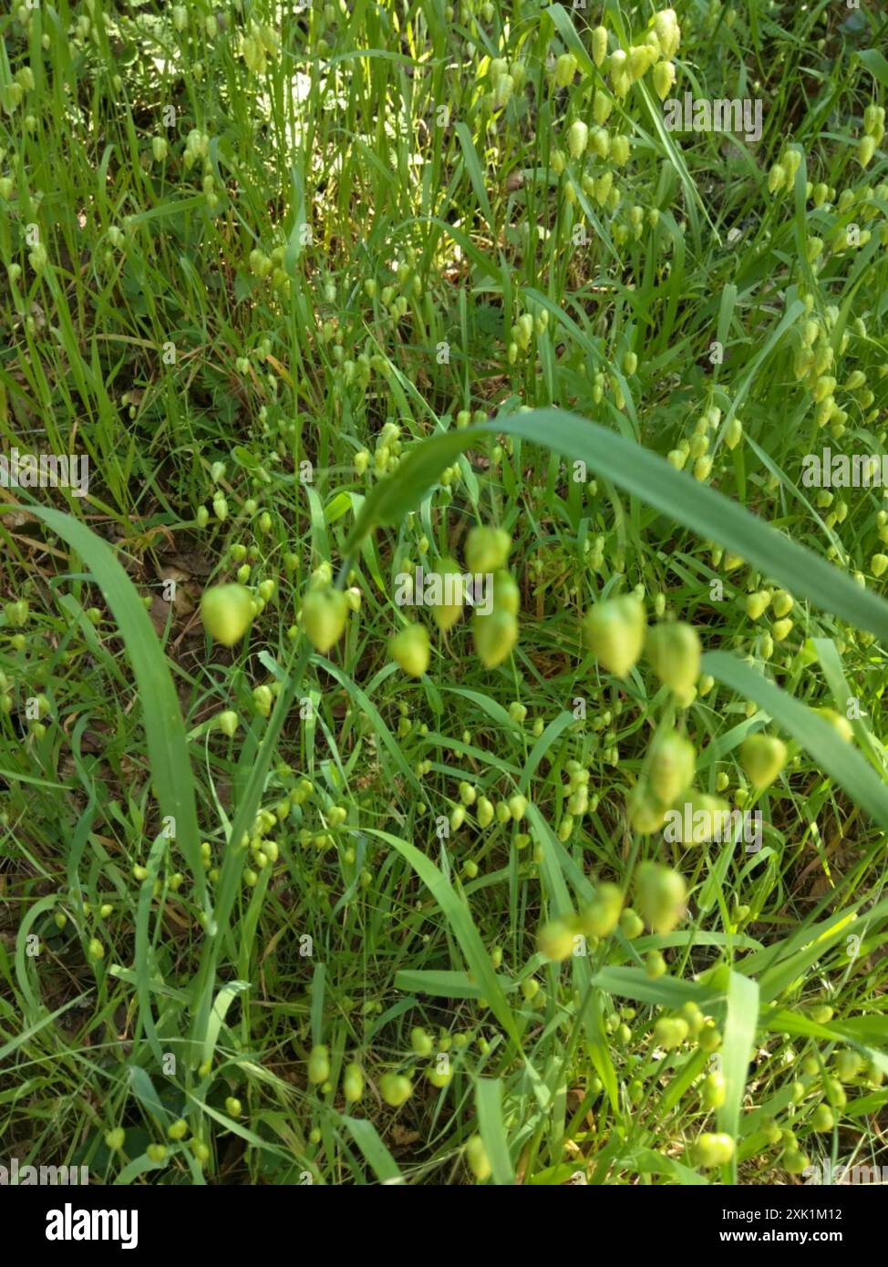 Greater Quaking Grass (Briza maxima) Plantae Stock Photo - Alamy