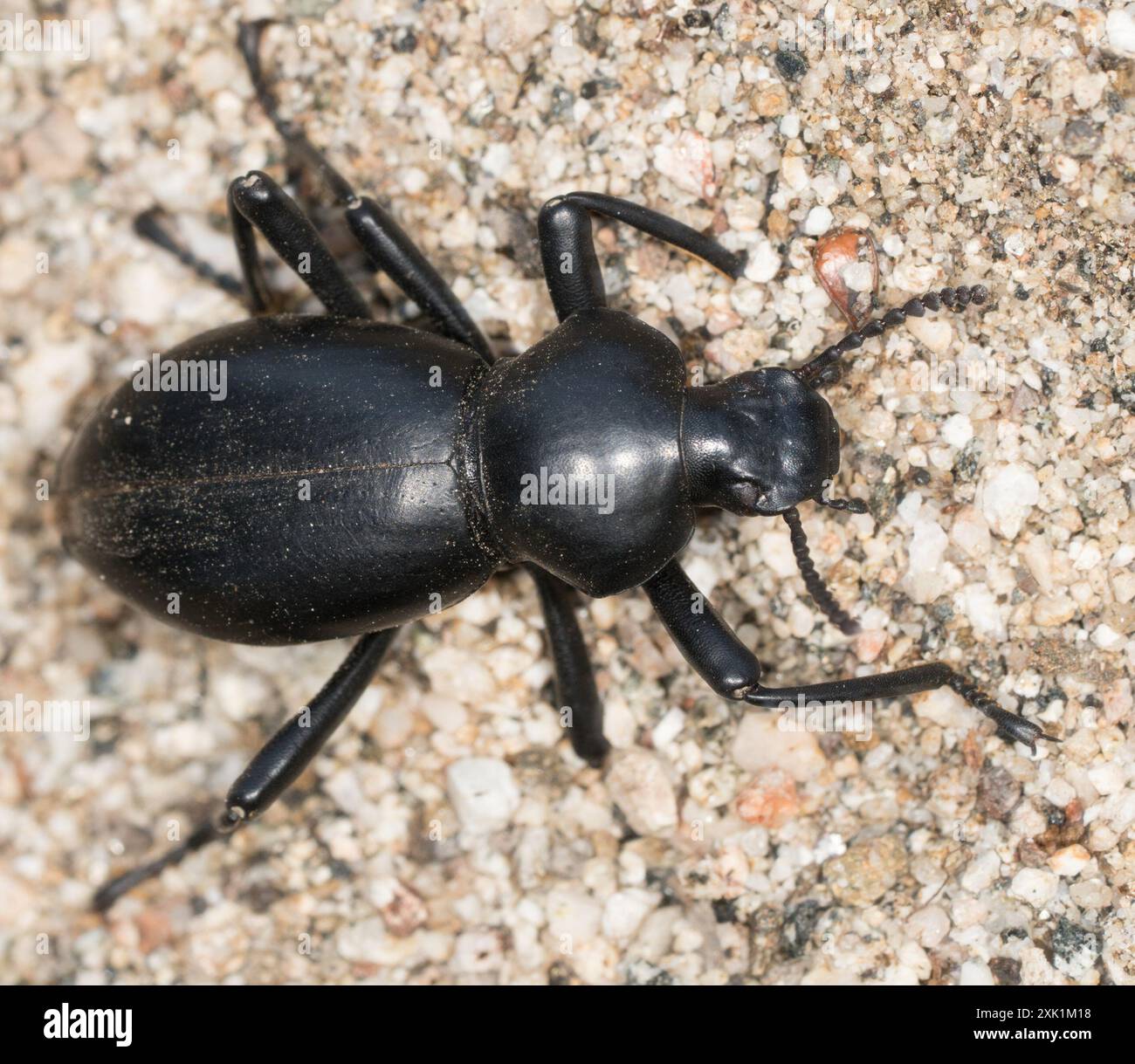 Darkling Beetles (Tenebrionidae) Insecta Stock Photo - Alamy