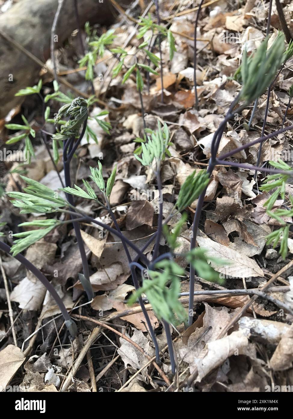 early blue cohosh (Caulophyllum giganteum) Plantae Stock Photo - Alamy