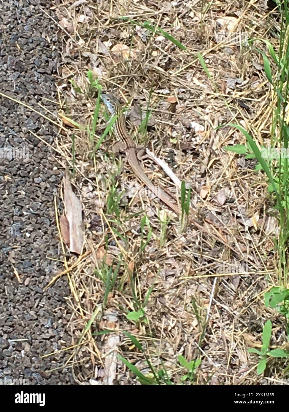 Common Spotted Whiptail (Aspidoscelis gularis) Reptilia Stock Photo - Alamy
