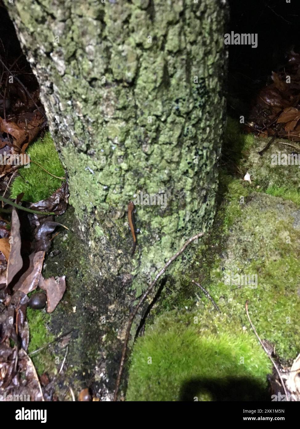 Sherando hi-res stock photography and images - Alamy