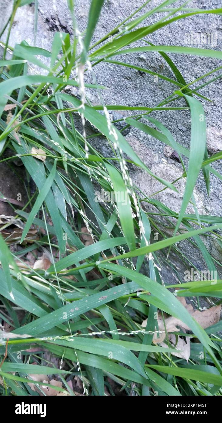 panic veldtgrass (Ehrharta erecta) Plantae Stock Photo - Alamy