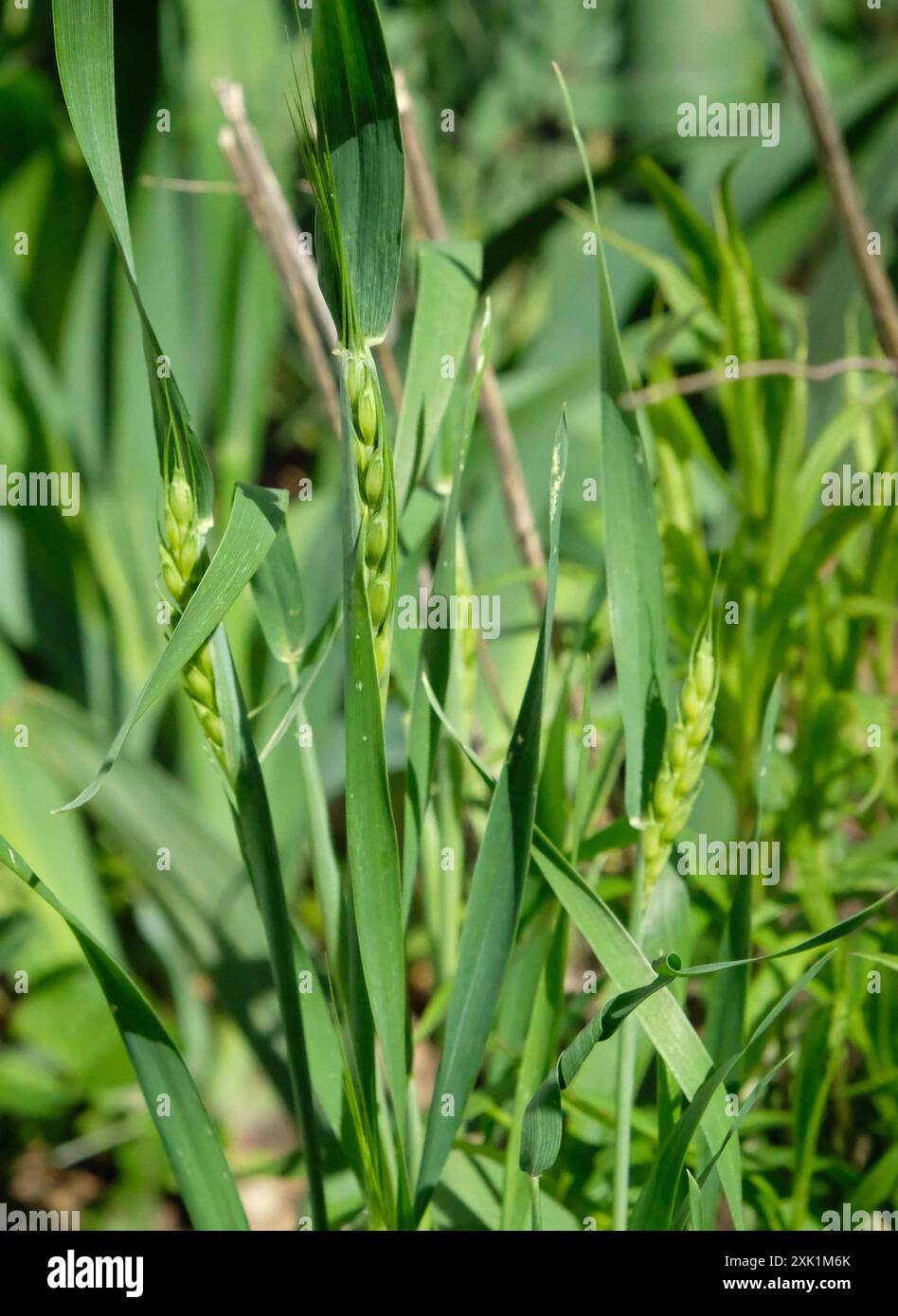 grasses (Poaceae) Plantae Stock Photo - Alamy