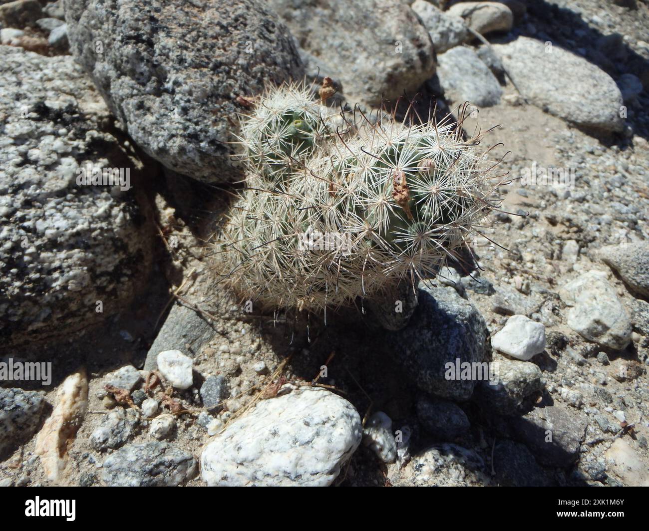 Common Fishhook Cactus (Cochemiea tetrancistra) Plantae Stock Photo - Alamy