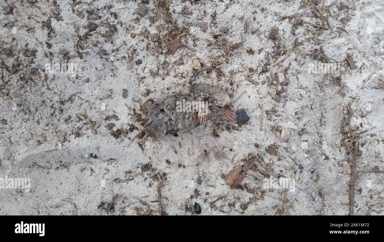 Eastern Mole (Scalopus aquaticus) Mammalia Stock Photo - Alamy
