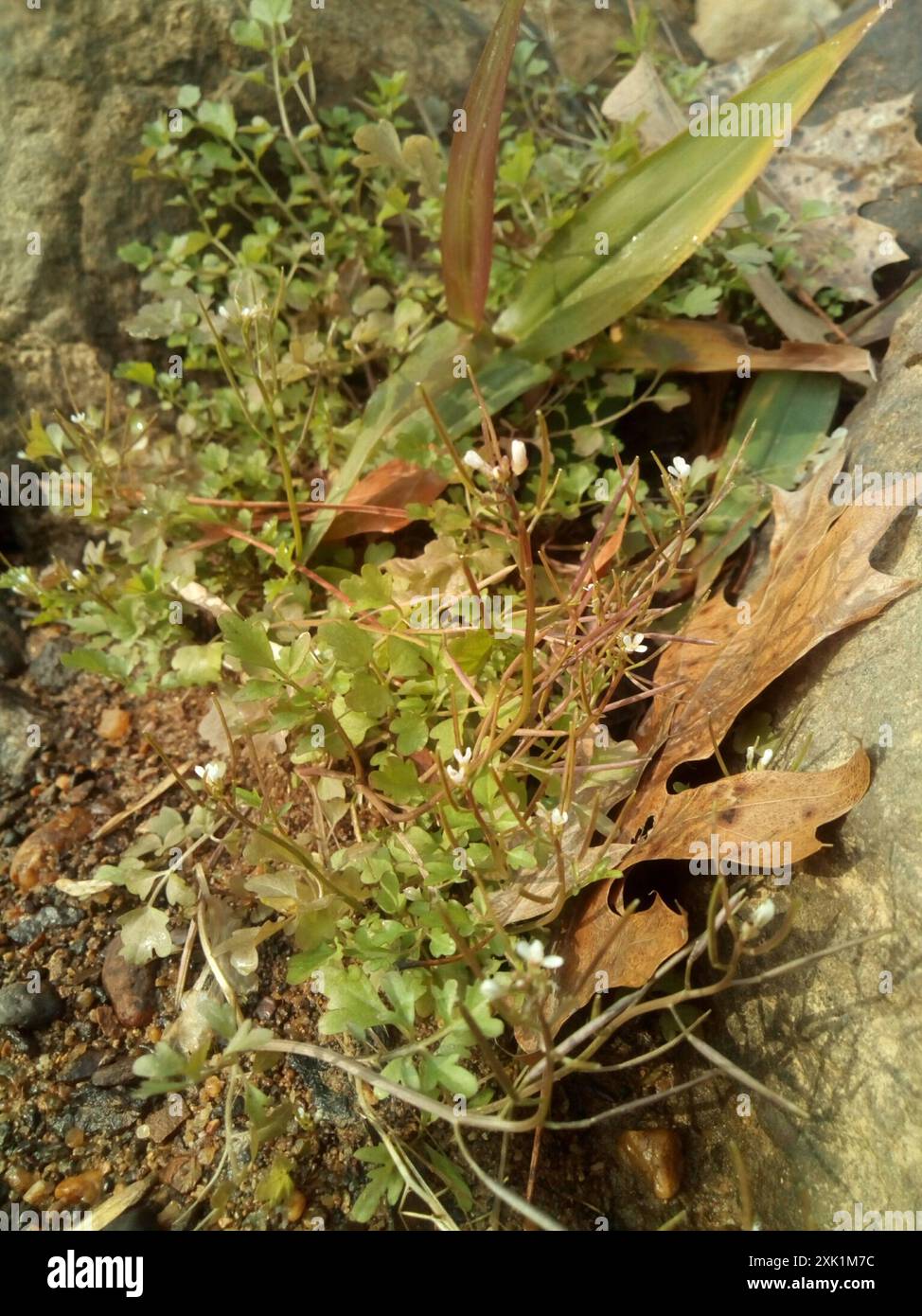 Nursery bittercress (Cardamine occulta) Plantae Stock Photo - Alamy