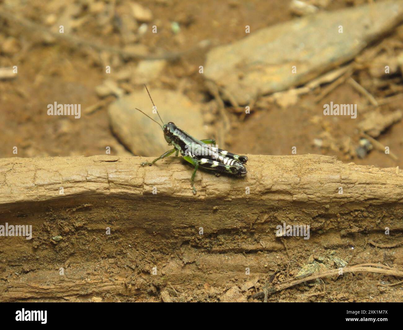 Green-legged Spur-throat Grasshopper (Melanoplus viridipes) Insecta ...