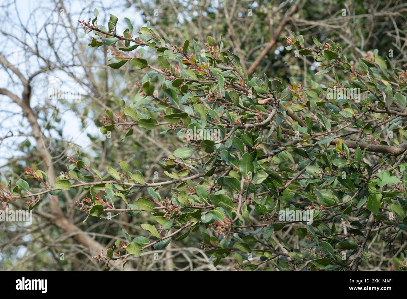 lemonade berry (Rhus integrifolia) Plantae Stock Photo - Alamy