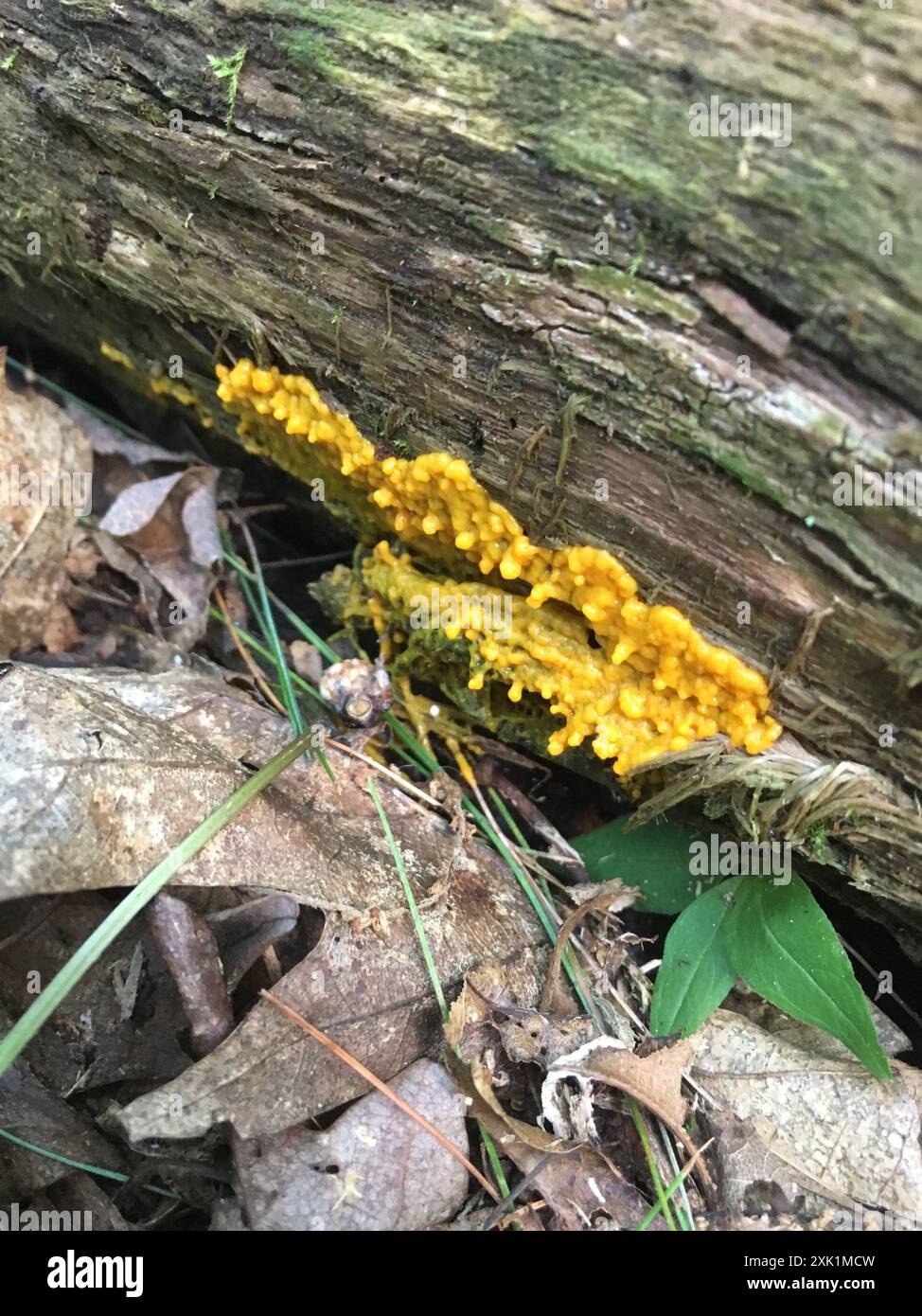 slime molds (Mycetozoa) Protozoa Stock Photo - Alamy