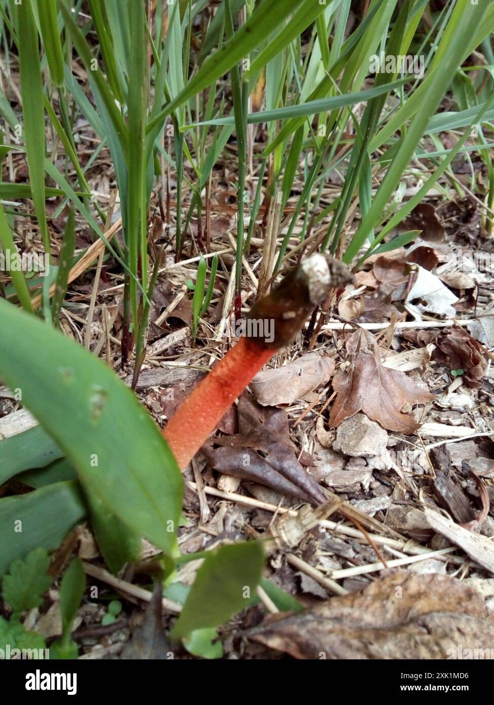 Devil's Stinkhorn (Phallus rubicundus) Fungi Stock Photo - Alamy