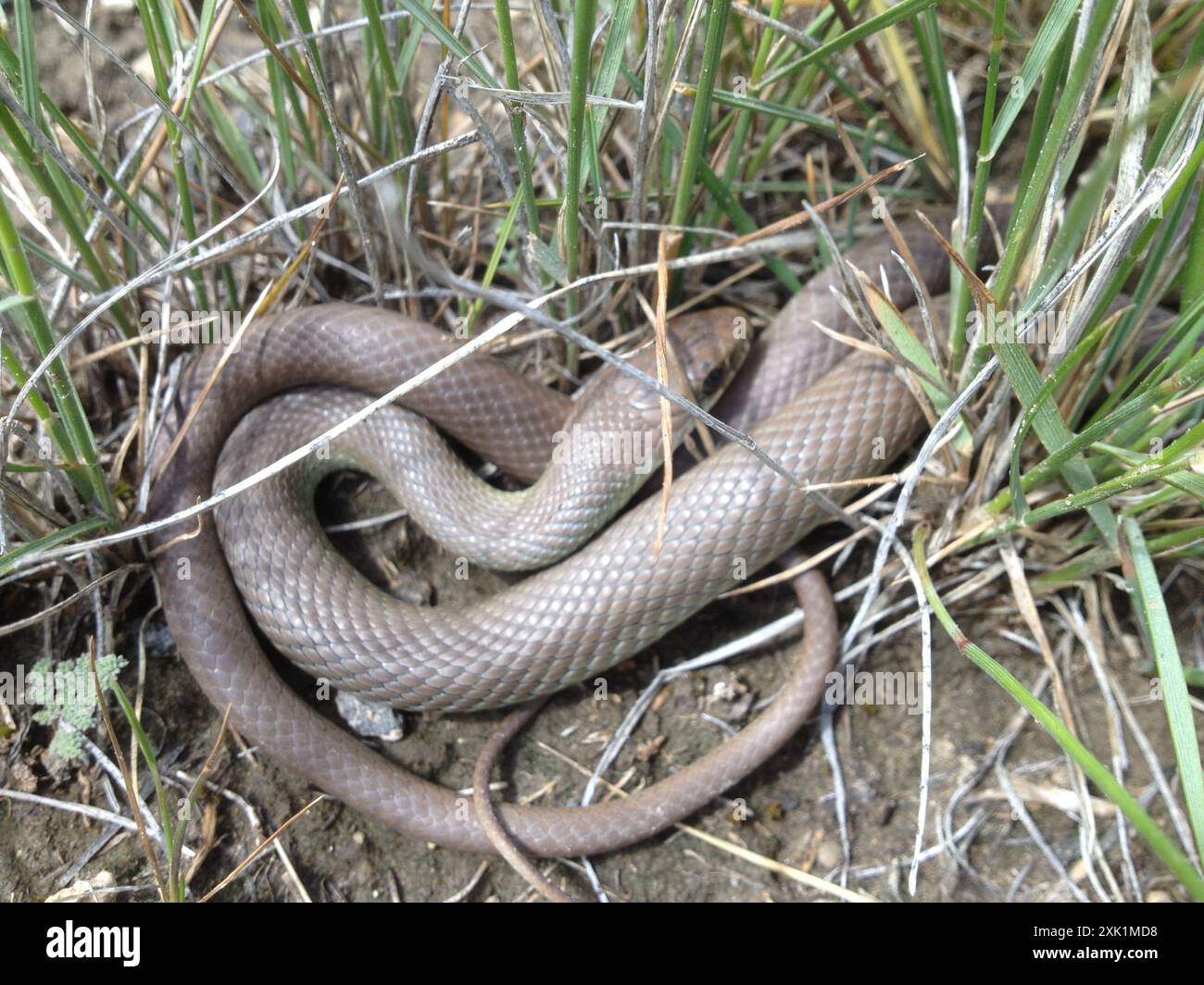North American Racer (Coluber constrictor) Reptilia Stock Photo - Alamy
