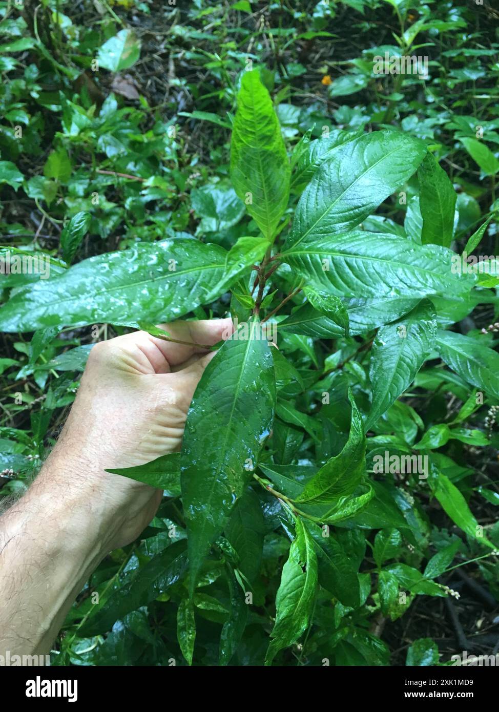 waterpepper (Persicaria hydropiper) Plantae Stock Photo - Alamy
