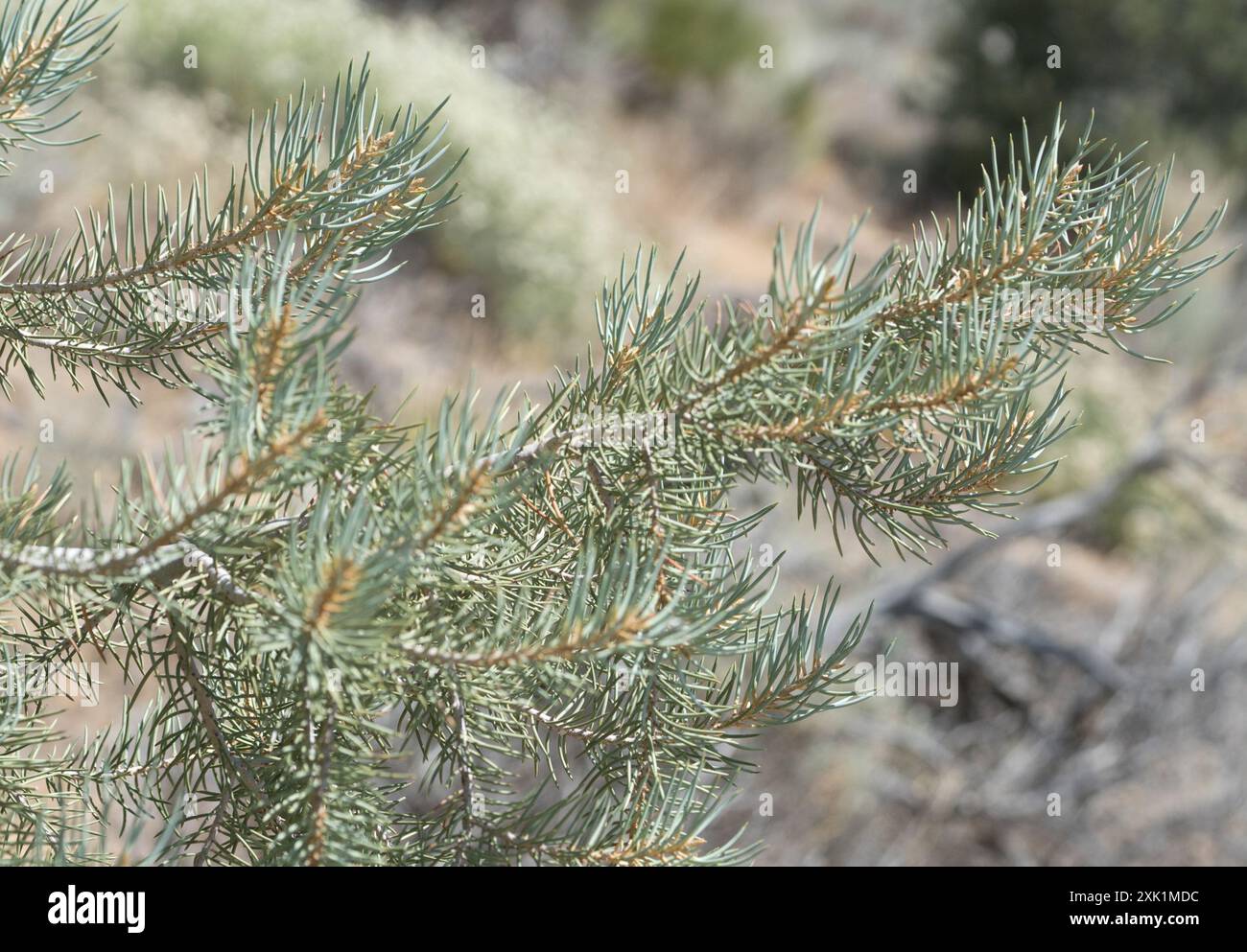 singleleaf pinyon (Pinus monophylla) Plantae Stock Photo - Alamy