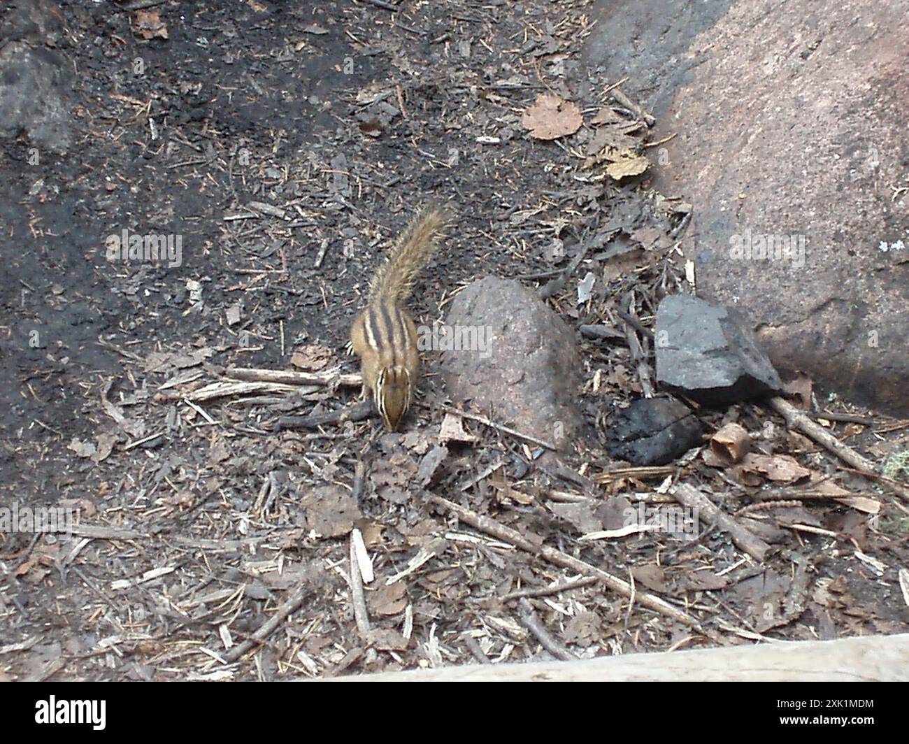 Least Chipmunk (Neotamias minimus) Mammalia Stock Photo - Alamy