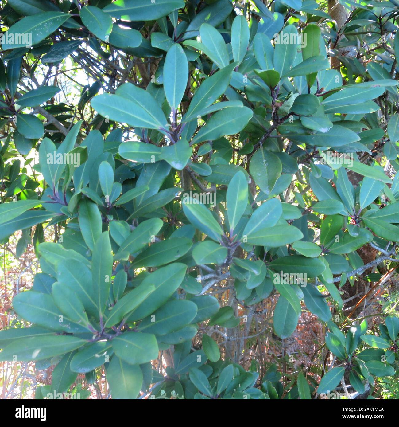 Cape beech (Rapanea melanophloeos) Plantae Stock Photo - Alamy