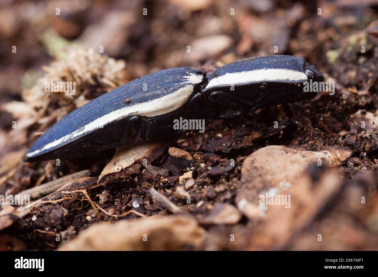 apache click beetle (Chalcolepidius apacheanus) Insecta Stock Photo - Alamy