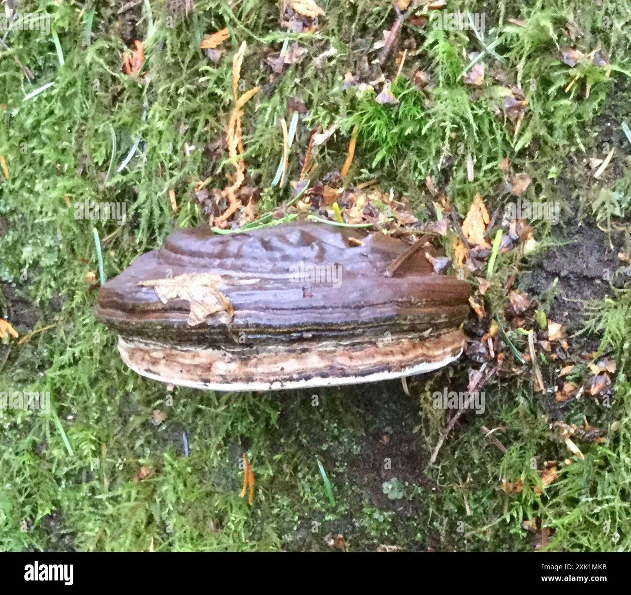 Artist's Conk (Ganoderma brownii) Fungi Stock Photo - Alamy