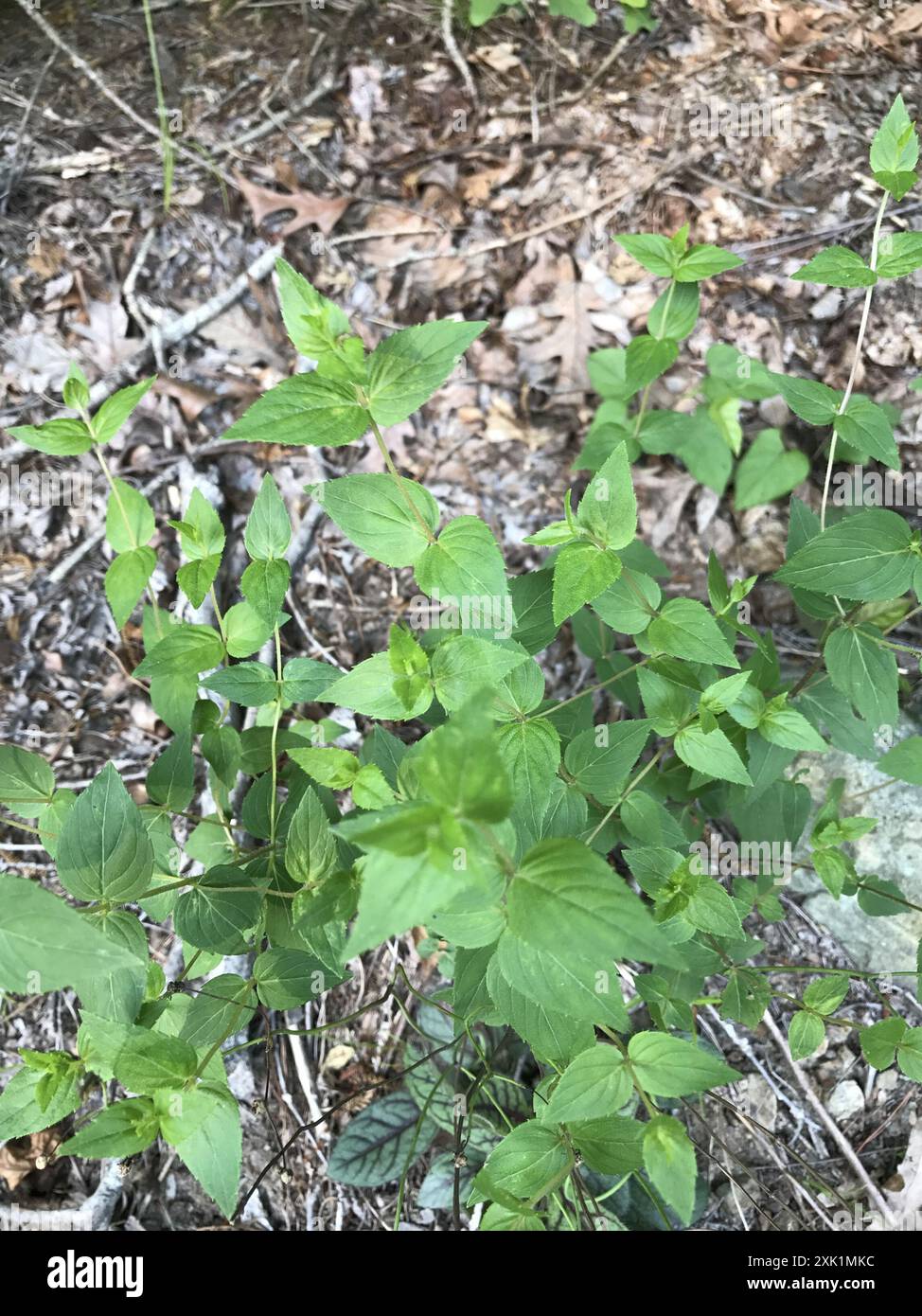 common dittany (Cunila origanoides) Plantae Stock Photo - Alamy