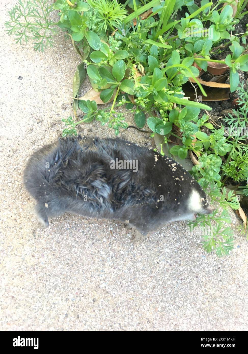 Cape Golden Mole (Chrysochloris asiatica) Mammalia Stock Photo - Alamy