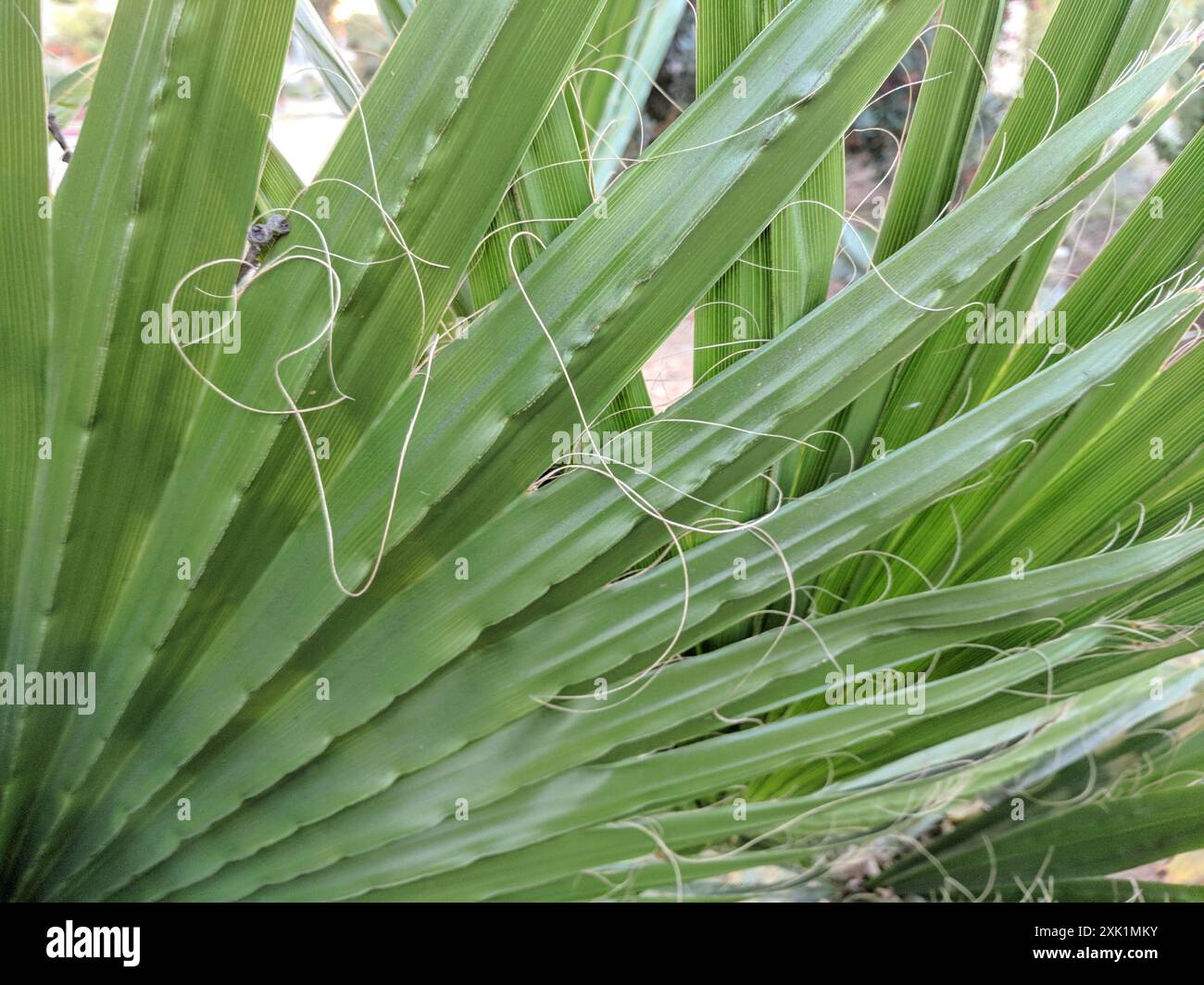 Mexican Fan Palm (Washingtonia robusta) Plantae Stock Photo - Alamy