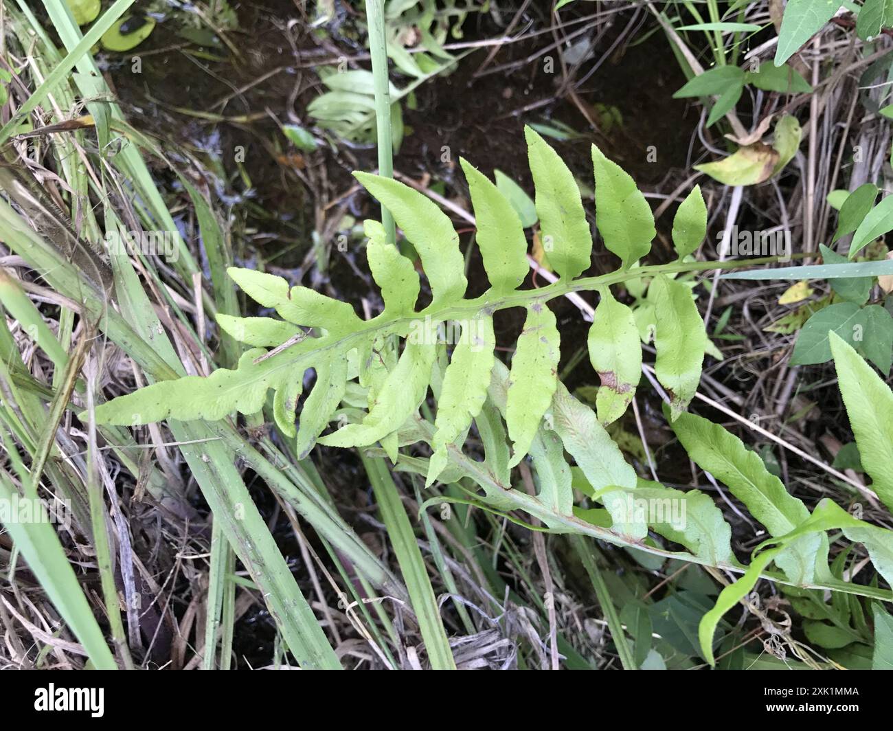 netted chain fern (Woodwardia areolata) Plantae Stock Photo - Alamy
