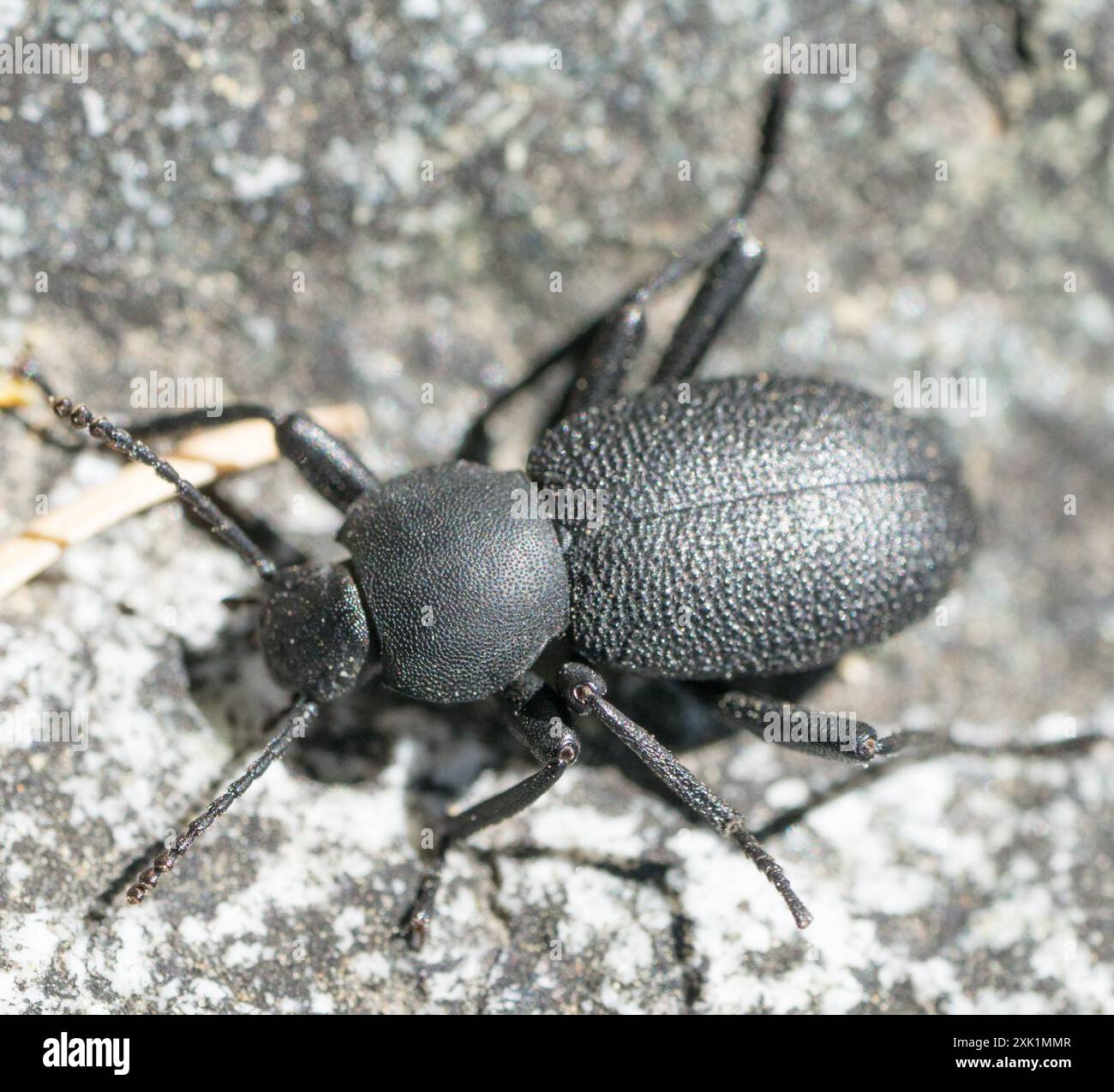Desert Stink Beetles (Eleodes) Insecta Stock Photo - Alamy