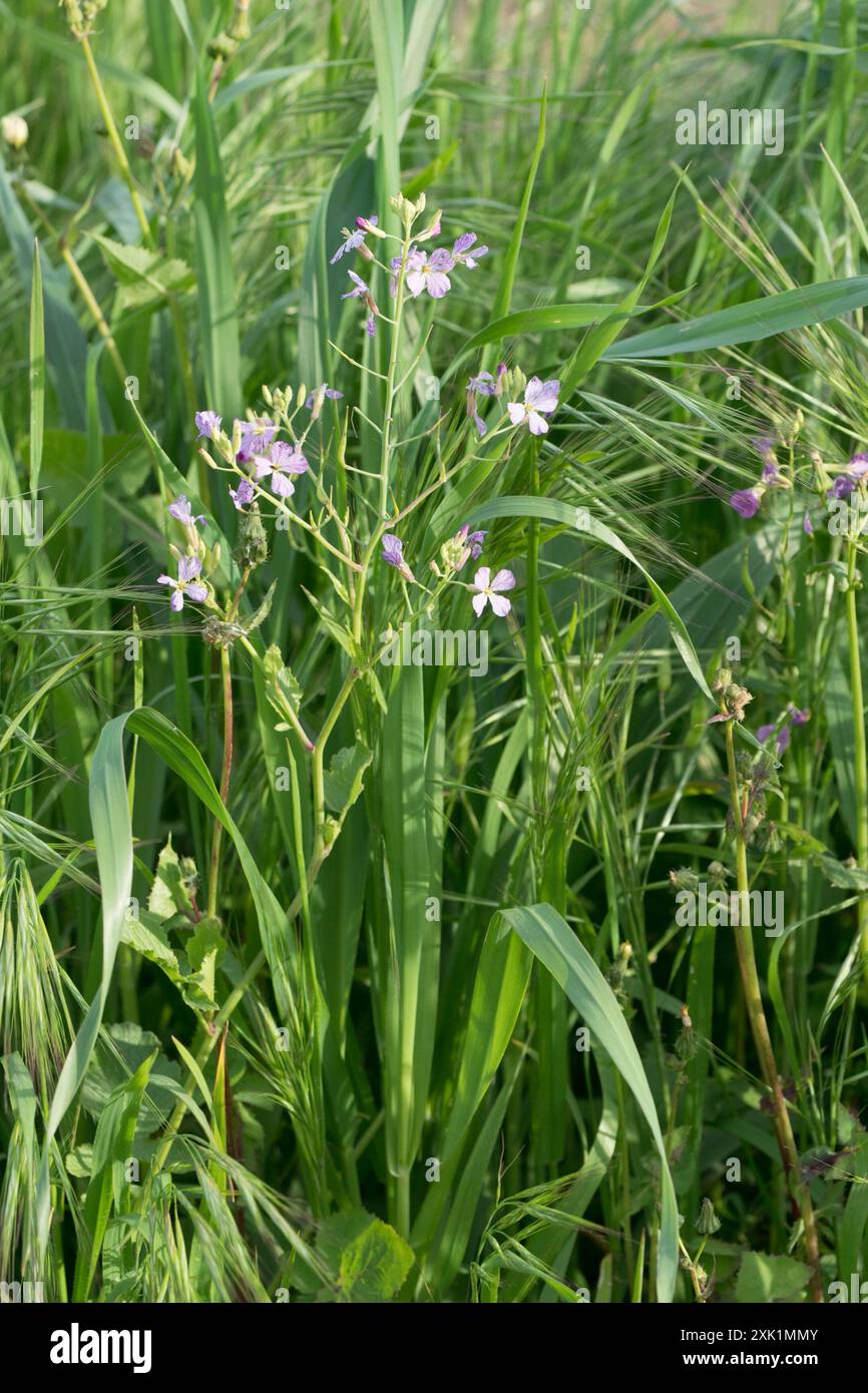 wild and domestic radish (Raphanus raphanistrum sativus) Plantae Stock ...