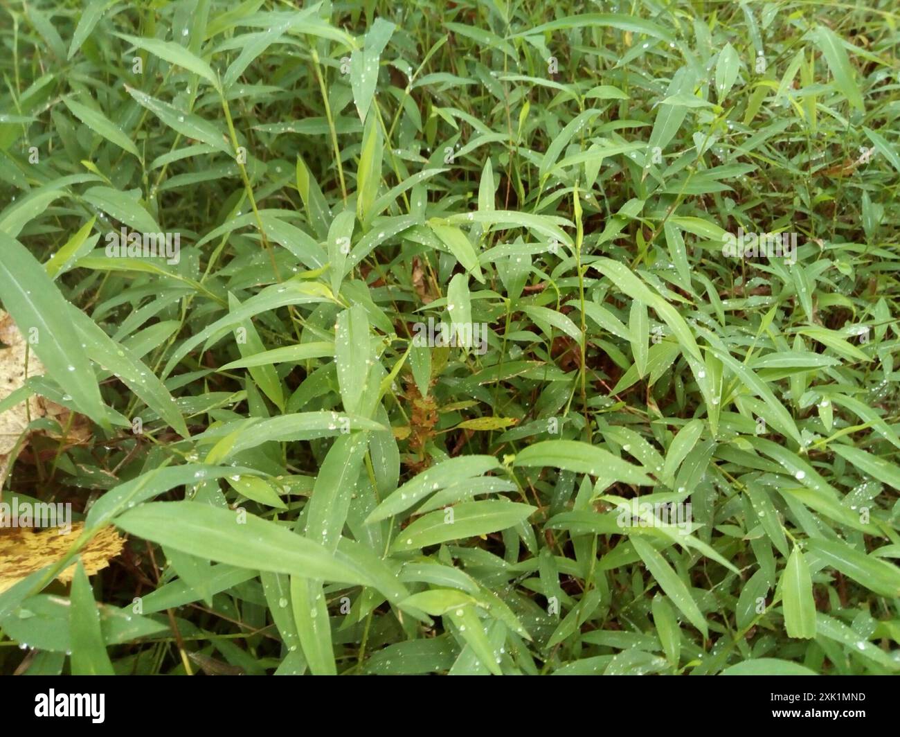 Japanese stiltgrass (Microstegium vimineum) Plantae Stock Photo - Alamy