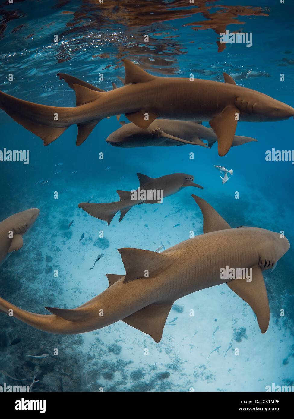 Sharks swim underwater in maldives hi-res stock photography and images ...