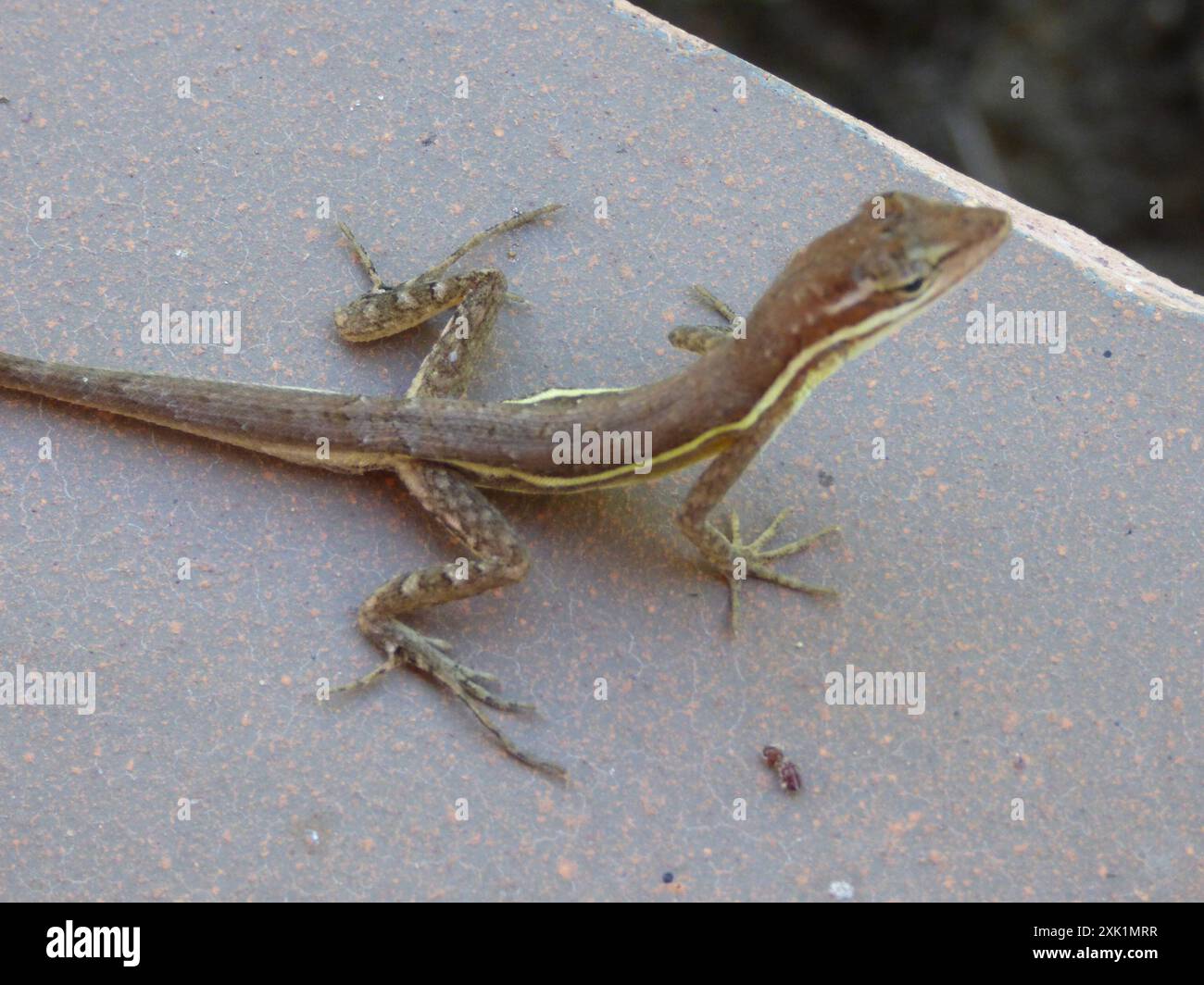 Anolis auratus hi-res stock photography and images - Alamy