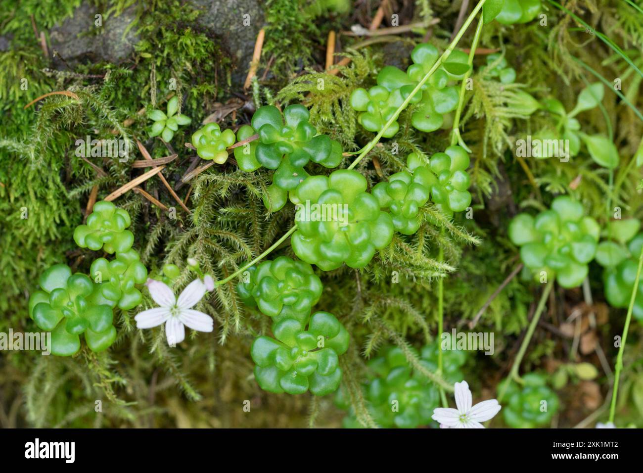 Oregon Stonecrop (Sedum oreganum) Plantae Stock Photo - Alamy