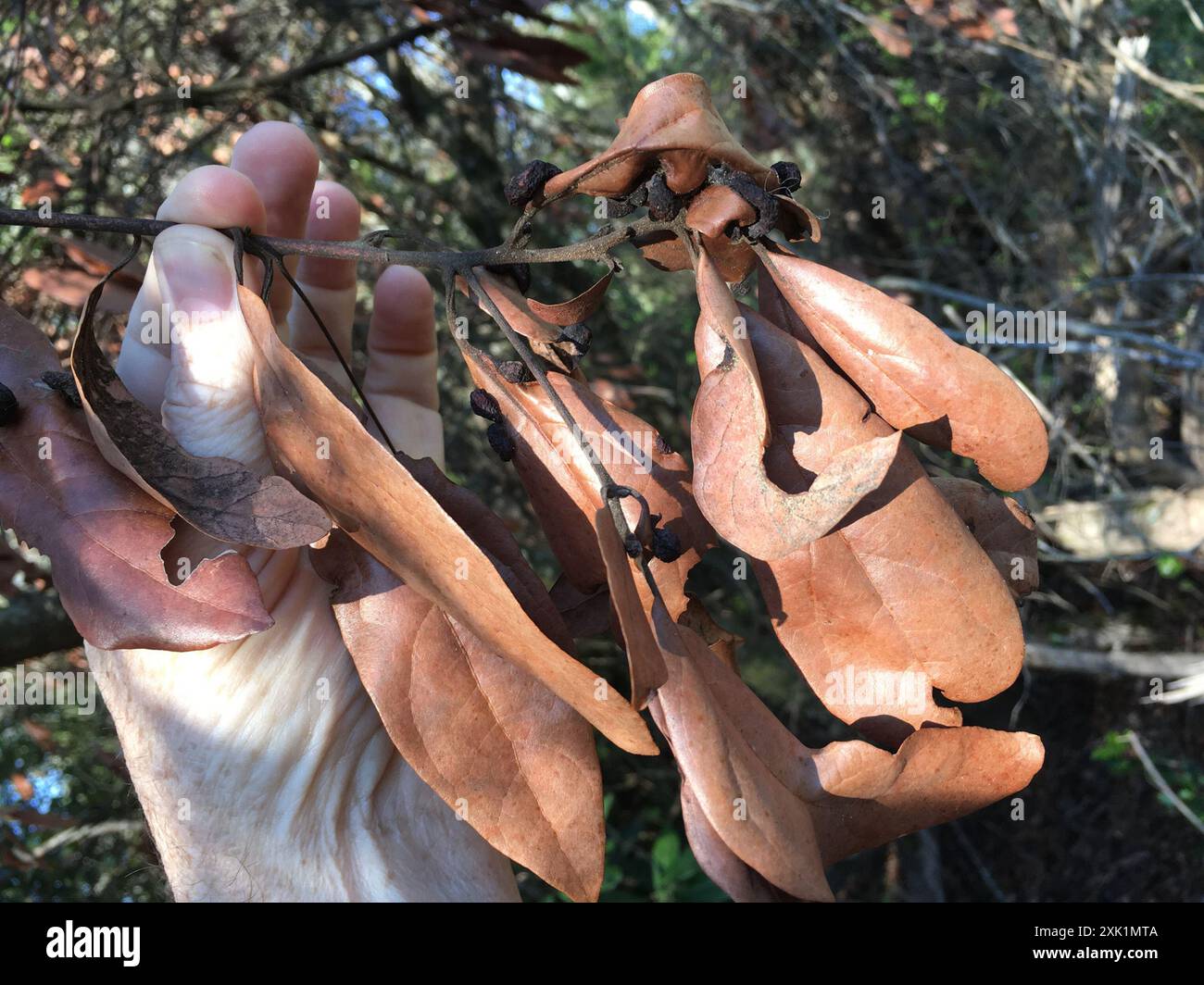 Swamp Bay (Persea palustris) Plantae Stock Photo - Alamy