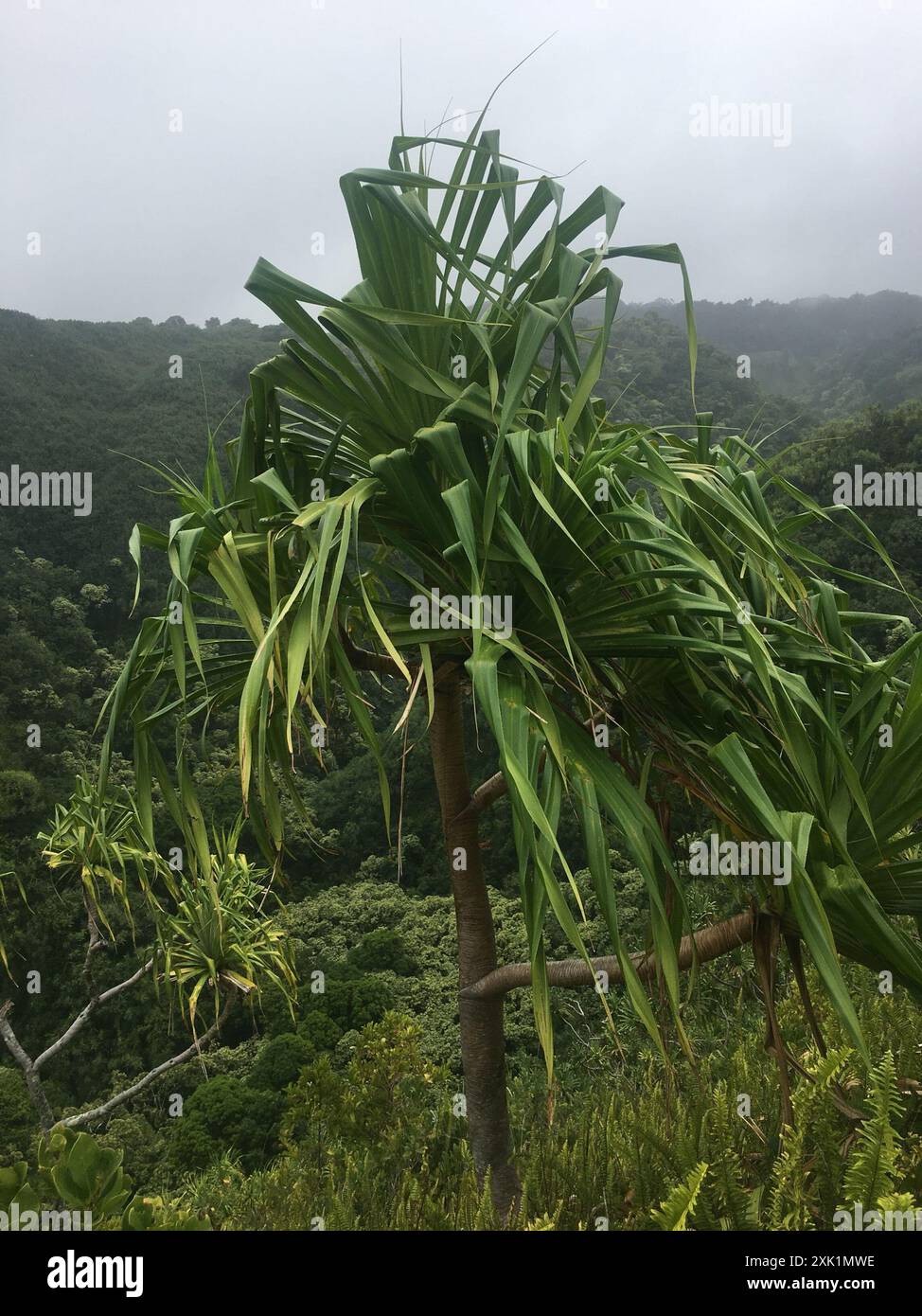 thatch screwpine (Pandanus tectorius) Plantae Stock Photo - Alamy