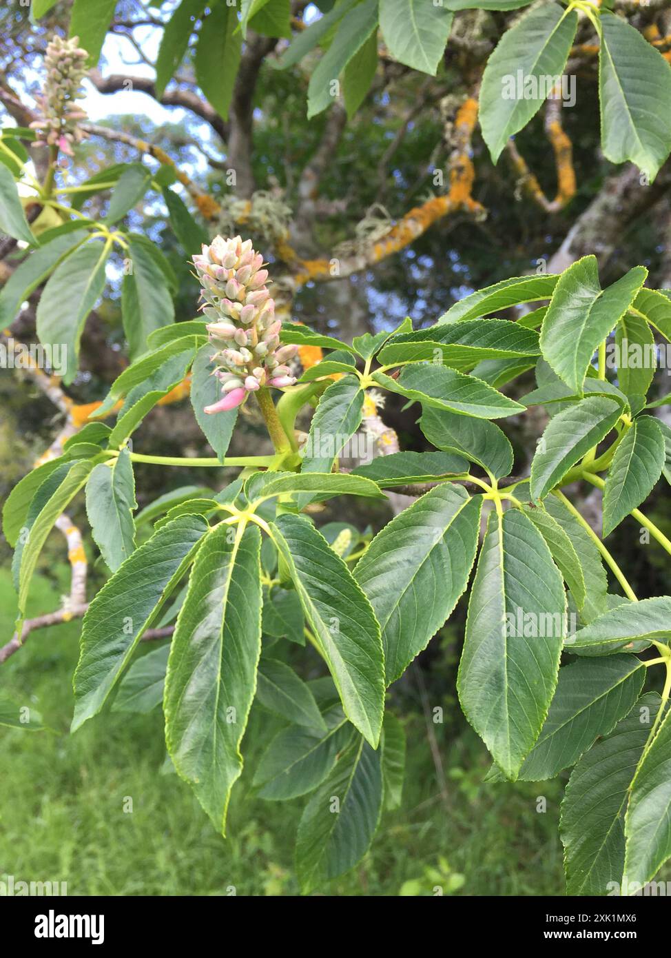California buckeye (Aesculus californica) Plantae Stock Photo - Alamy