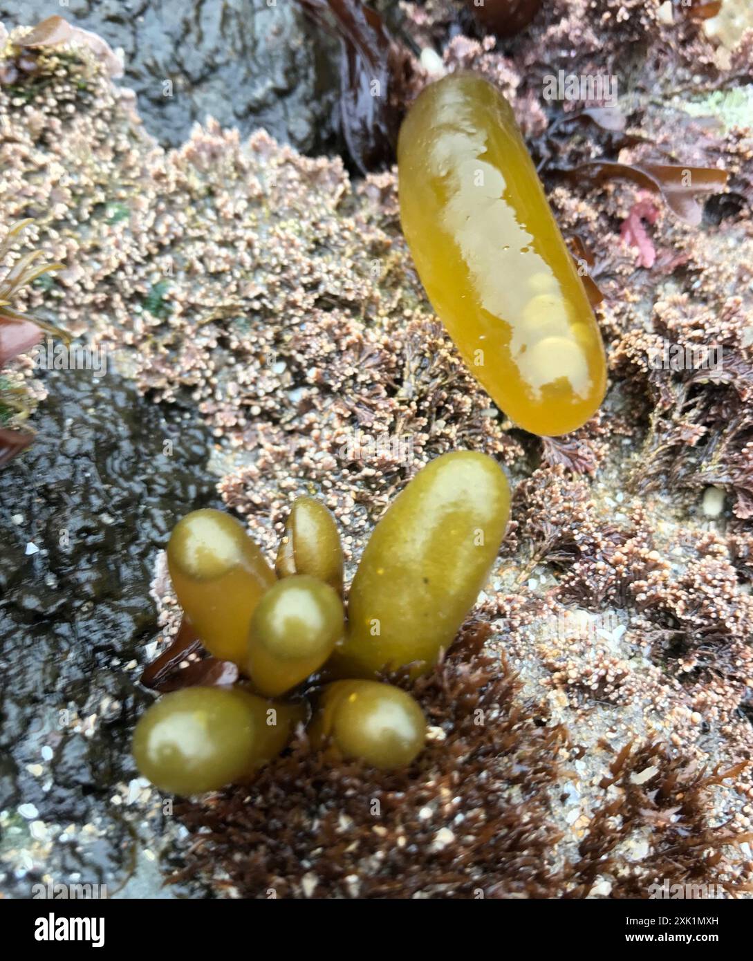 Sea Sacks (Halosaccion glandiforme) Plantae Stock Photo - Alamy
