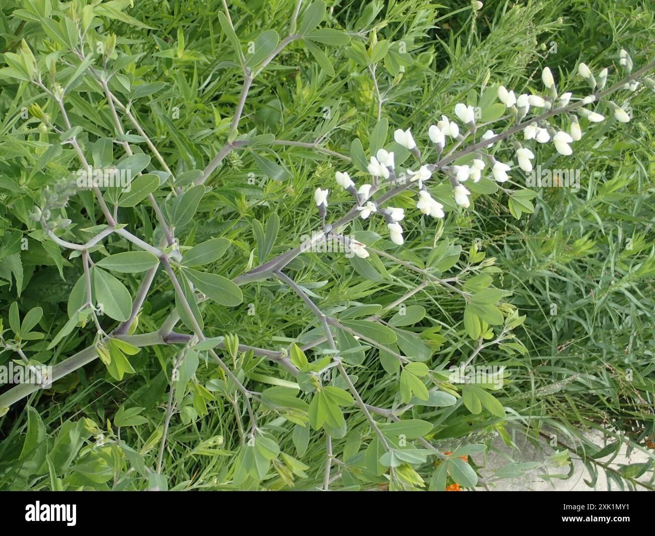 white wild indigo (Baptisia alba) Plantae Stock Photo - Alamy