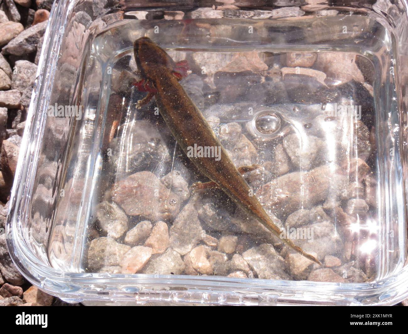 Common Mudpuppy (Necturus maculosus) Amphibia Stock Photo - Alamy
