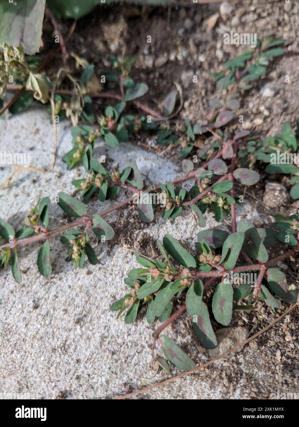 Spotted spurge (Euphorbia maculata) Plantae Stock Photo - Alamy