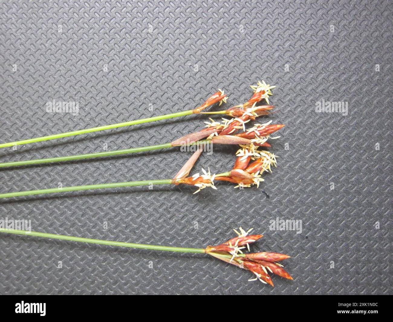 Restiads hi-res stock photography and images - Alamy