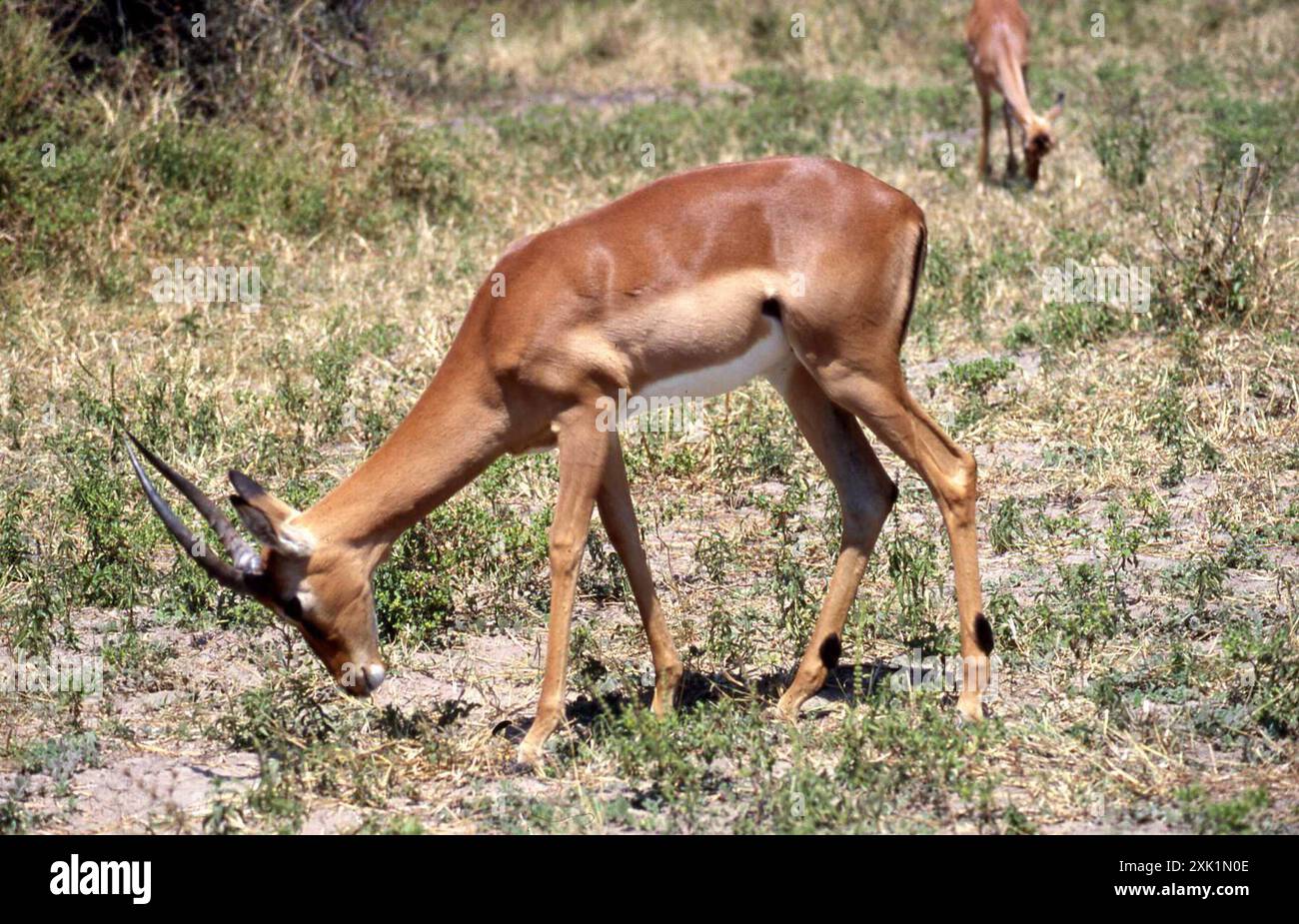 Common Impala (Aepyceros melampus melampus) Mammalia Stock Photo - Alamy