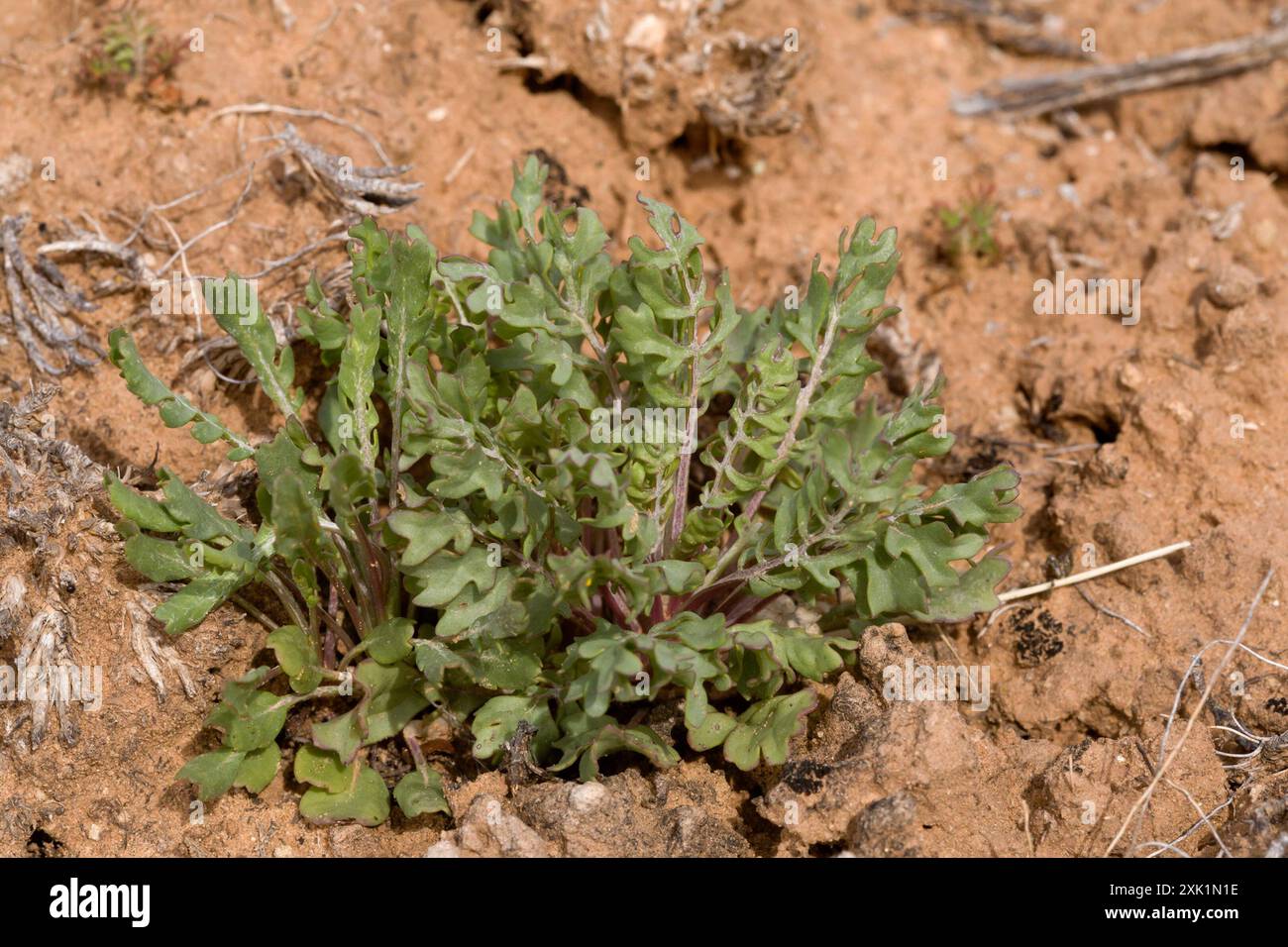 Lobeleaf Groundsel (Packera multilobata) Plantae Stock Photo - Alamy