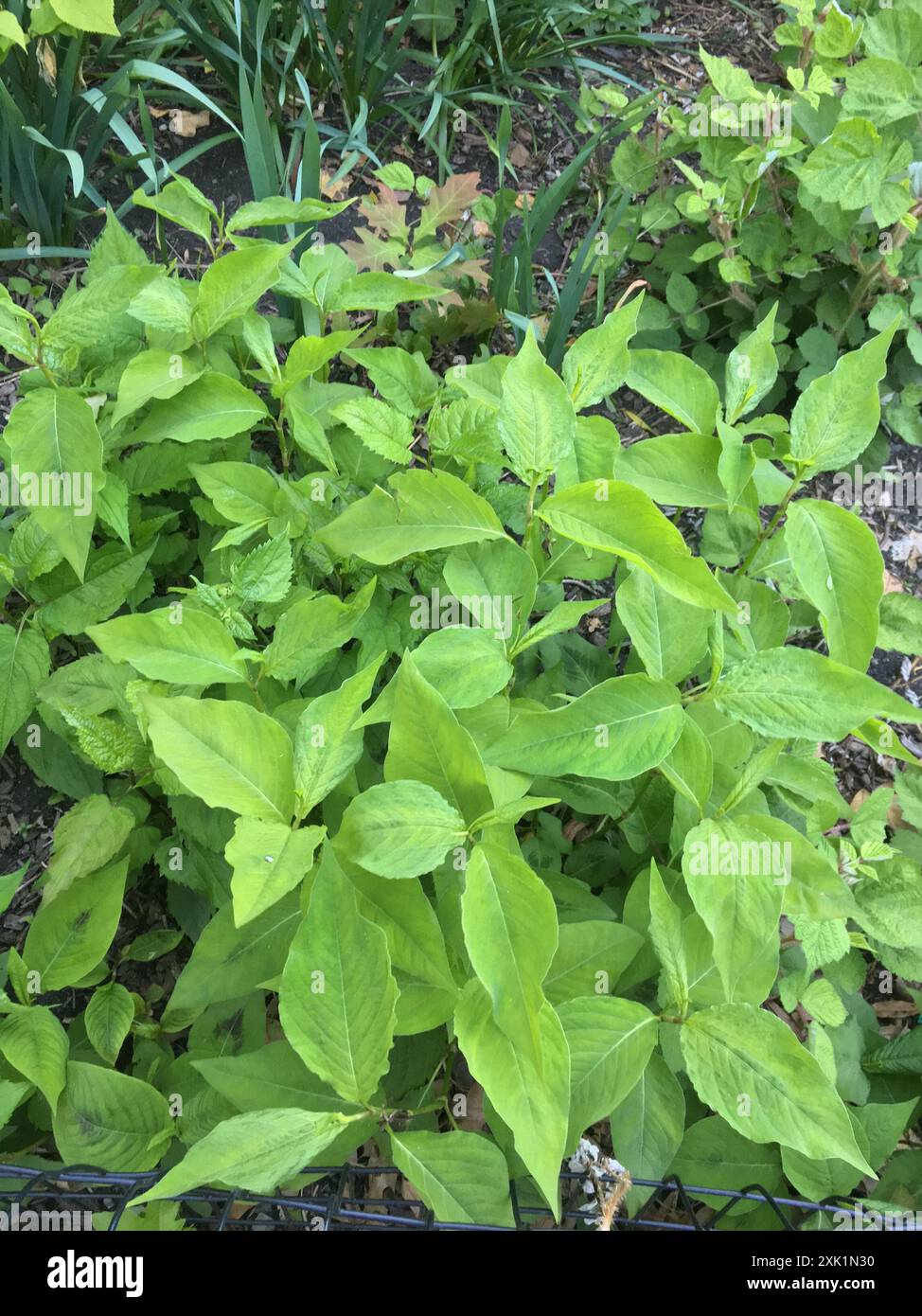 American jumpseed (Persicaria virginiana) Plantae Stock Photo - Alamy
