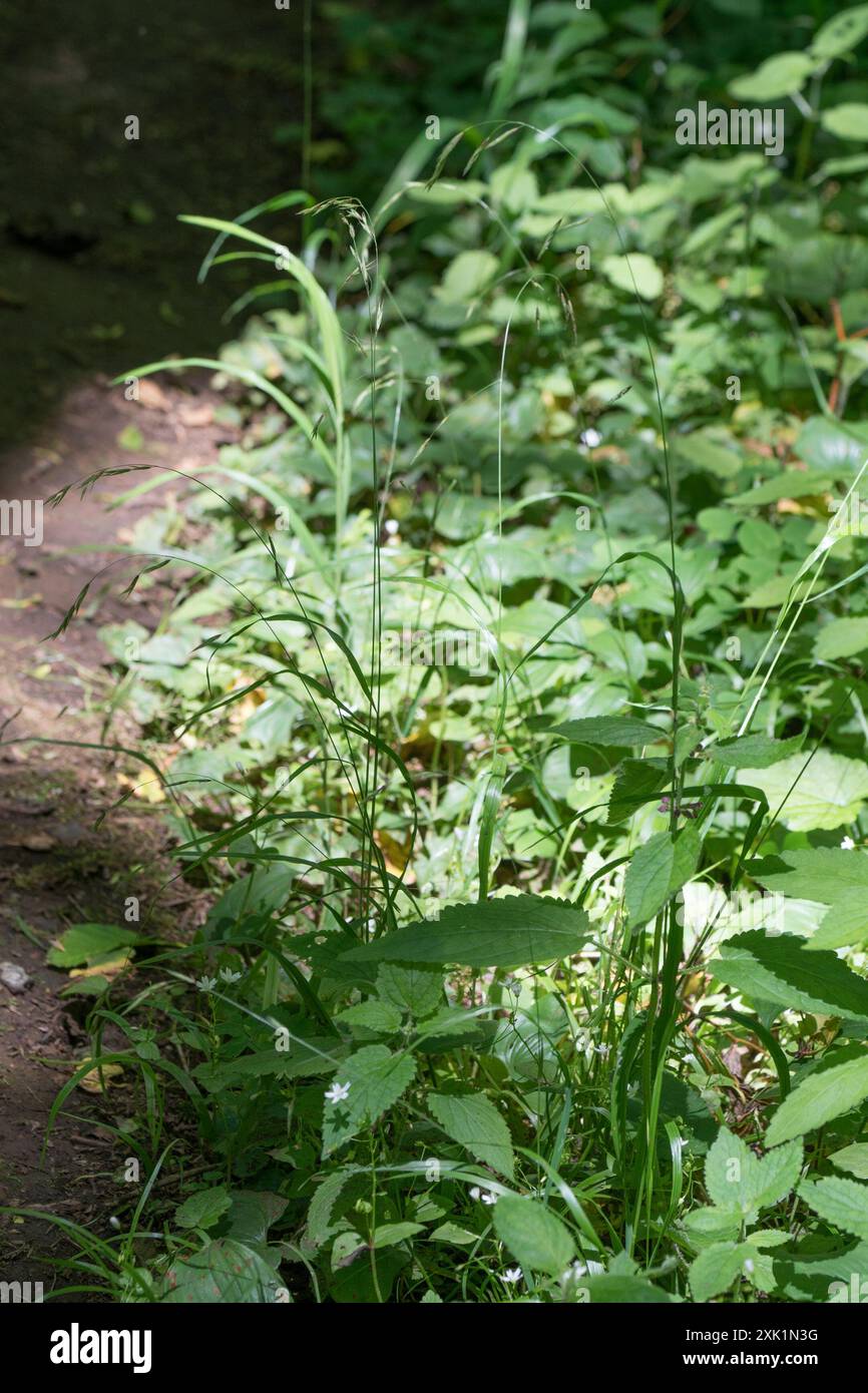 Alaska Oniongrass (Melica subulata) Plantae Stock Photo - Alamy