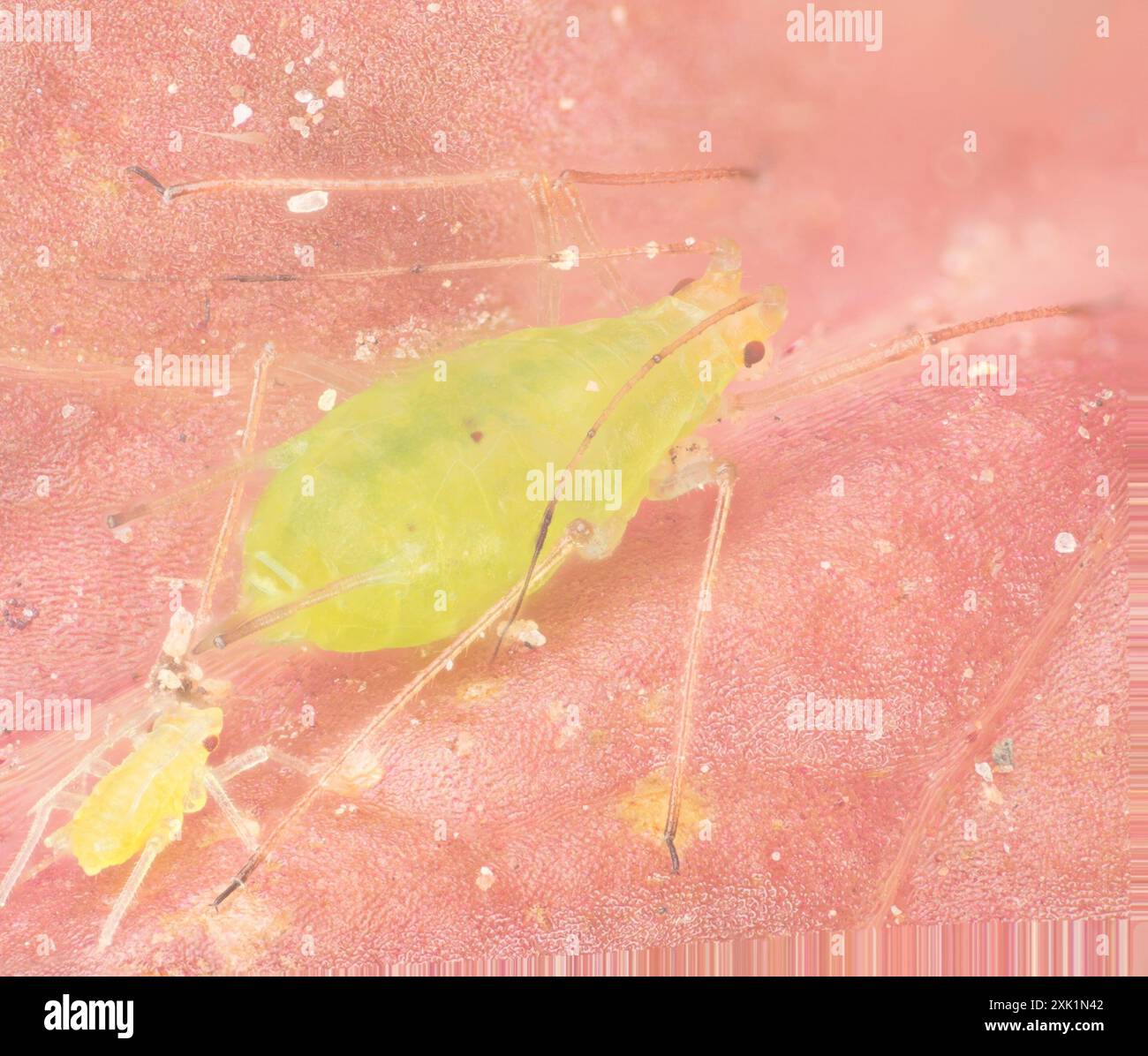 Potato Aphid (Macrosiphum euphorbiae) Insecta Stock Photo - Alamy