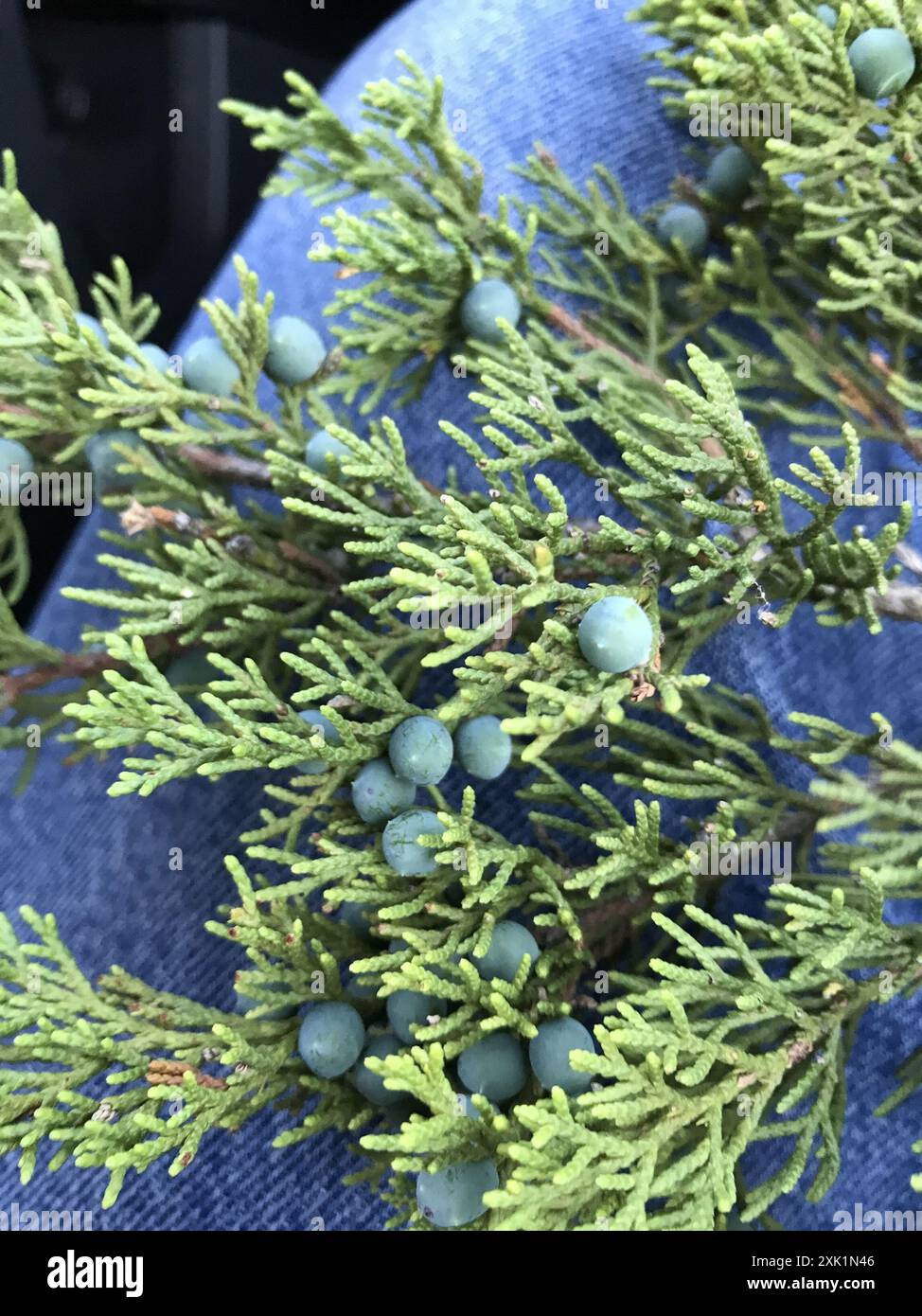 Ashe juniper (Juniperus ashei) Plantae Stock Photo - Alamy