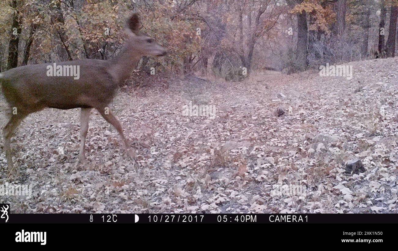 California Mule Deer (Odocoileus hemionus californicus) Mammalia Stock ...